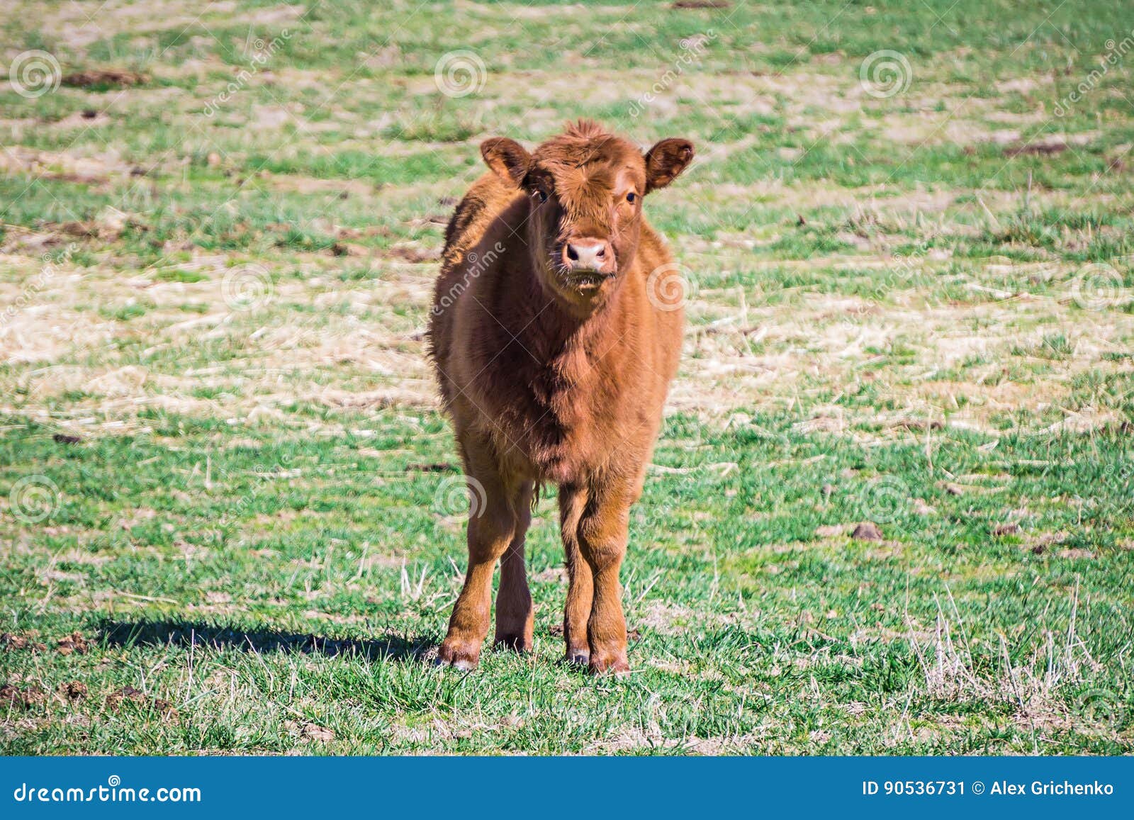 Aggressive Bulls Staring at Camera at the Farm Stock Image - Image of ...