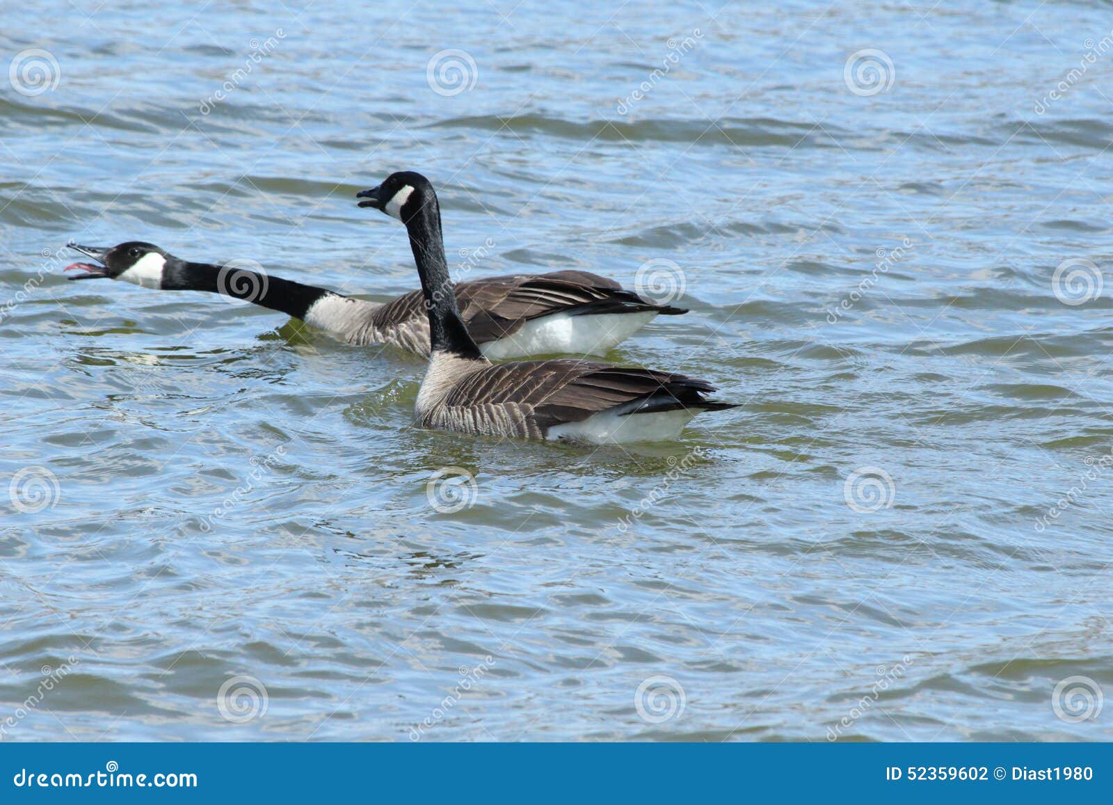 Aggressive Canada Geese stock photo. Image of outdoors - 52359602