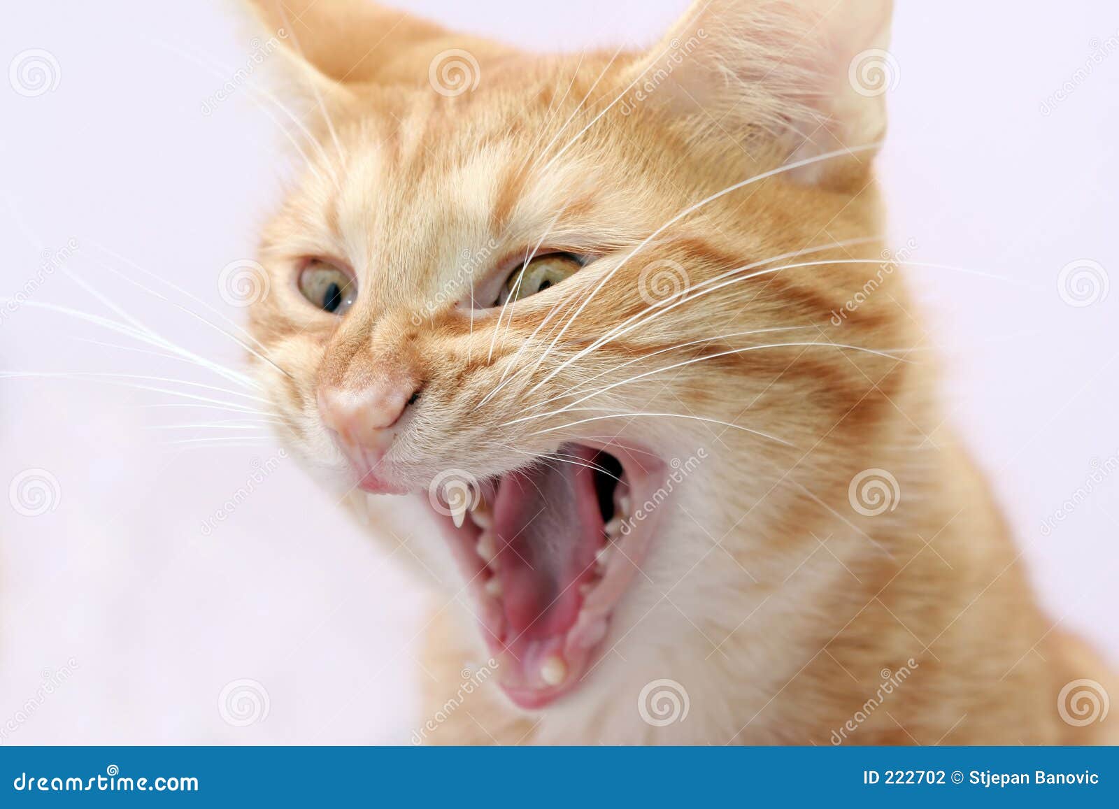 Aggressive cat stock photo. Image of teeth, emotions, look - 222702