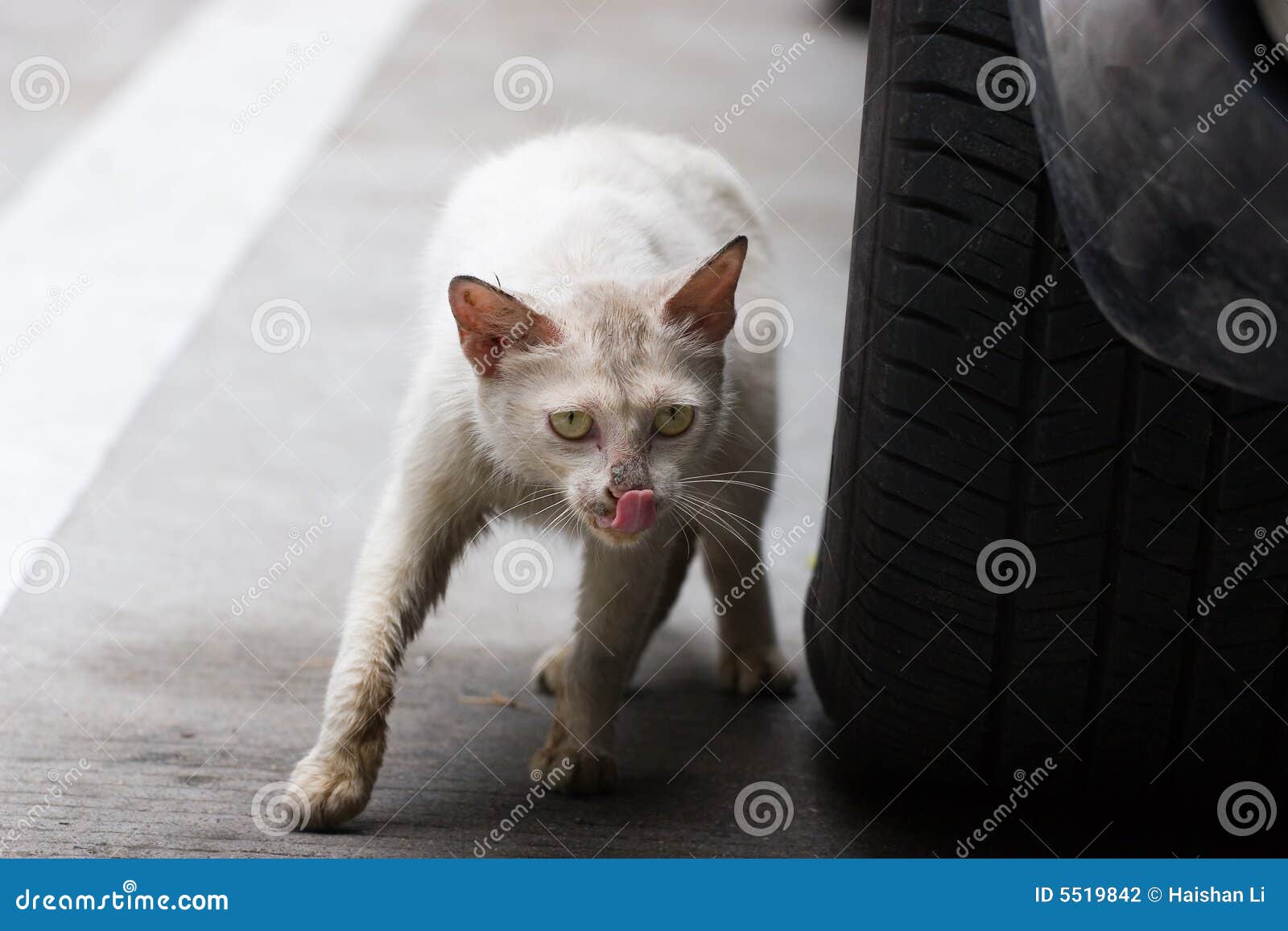 Aggressive cat stock photo. Image of green, aggressive - 5519842