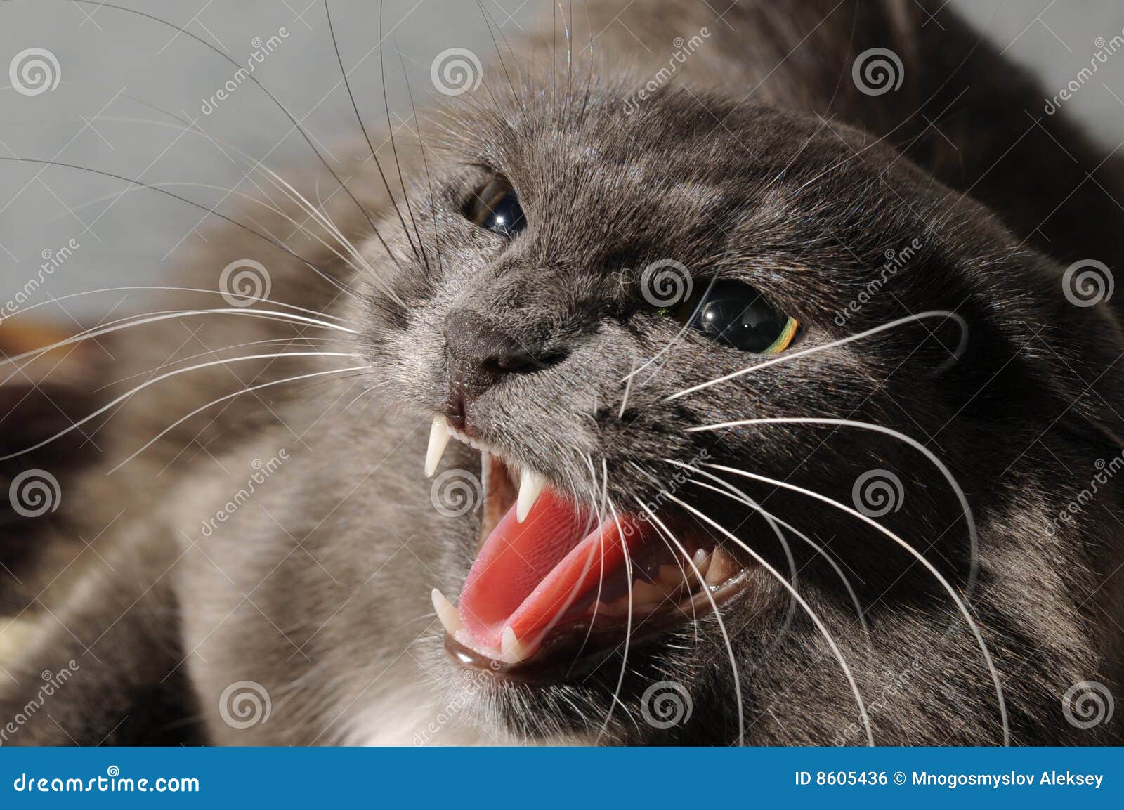Aggressive cat stock photo. Image of aggression, teeth - 8605436