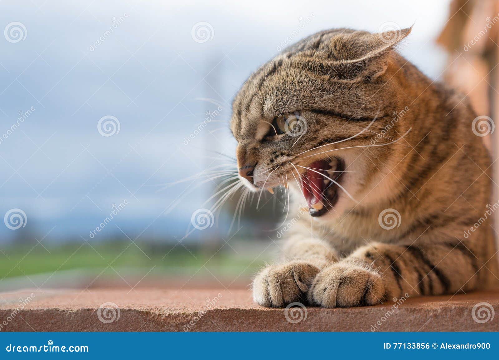 Aggressive cat stock photo. Image of closeup, eyes, open - 77133856