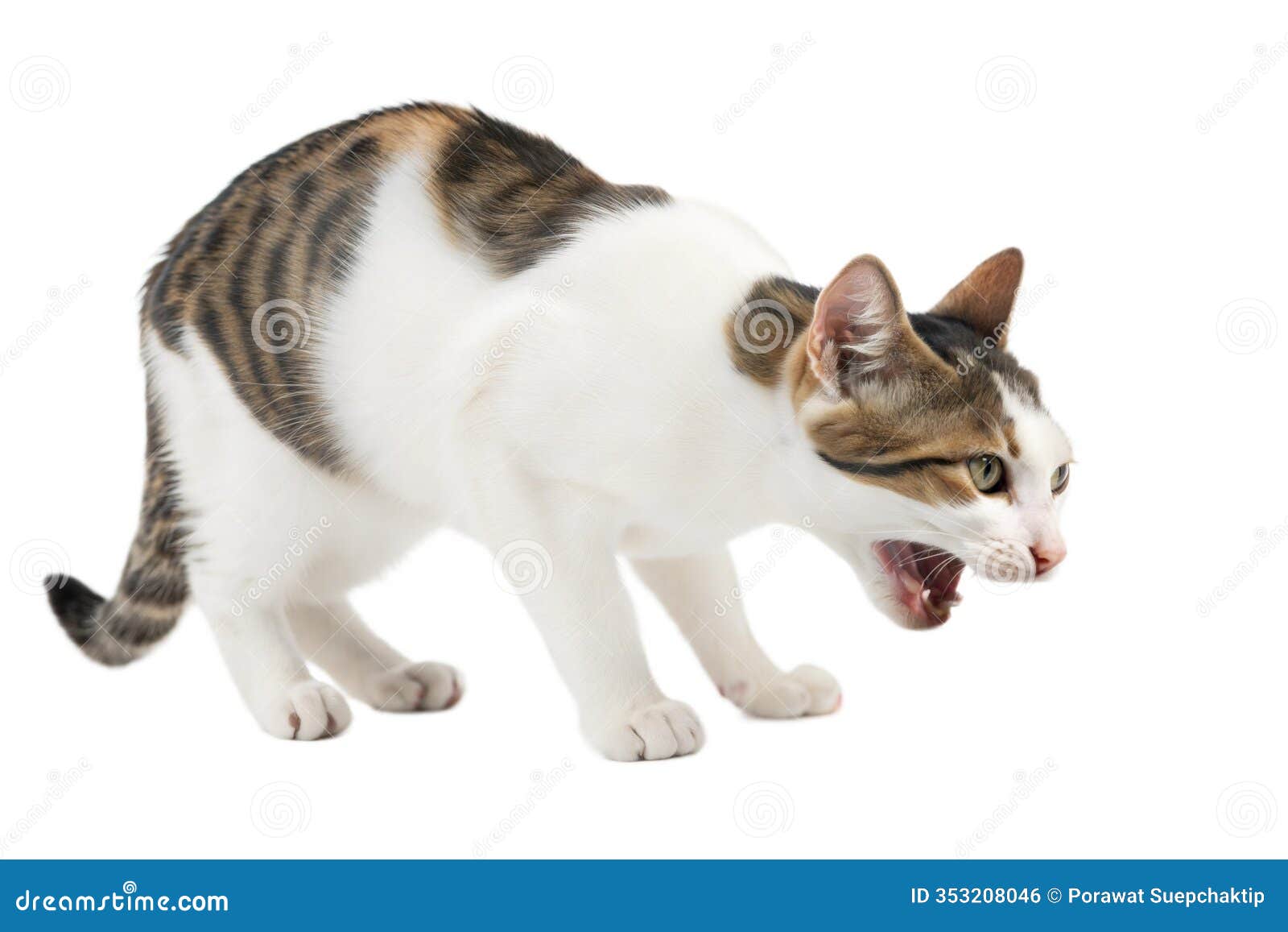 Aggressive Cat stock illustration. Illustration of studio - 353208046
