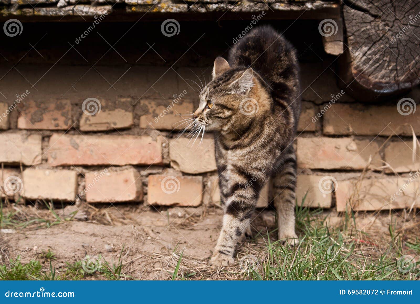 Aggressive cat stock photo. Image of frightened, crouching - 69582072