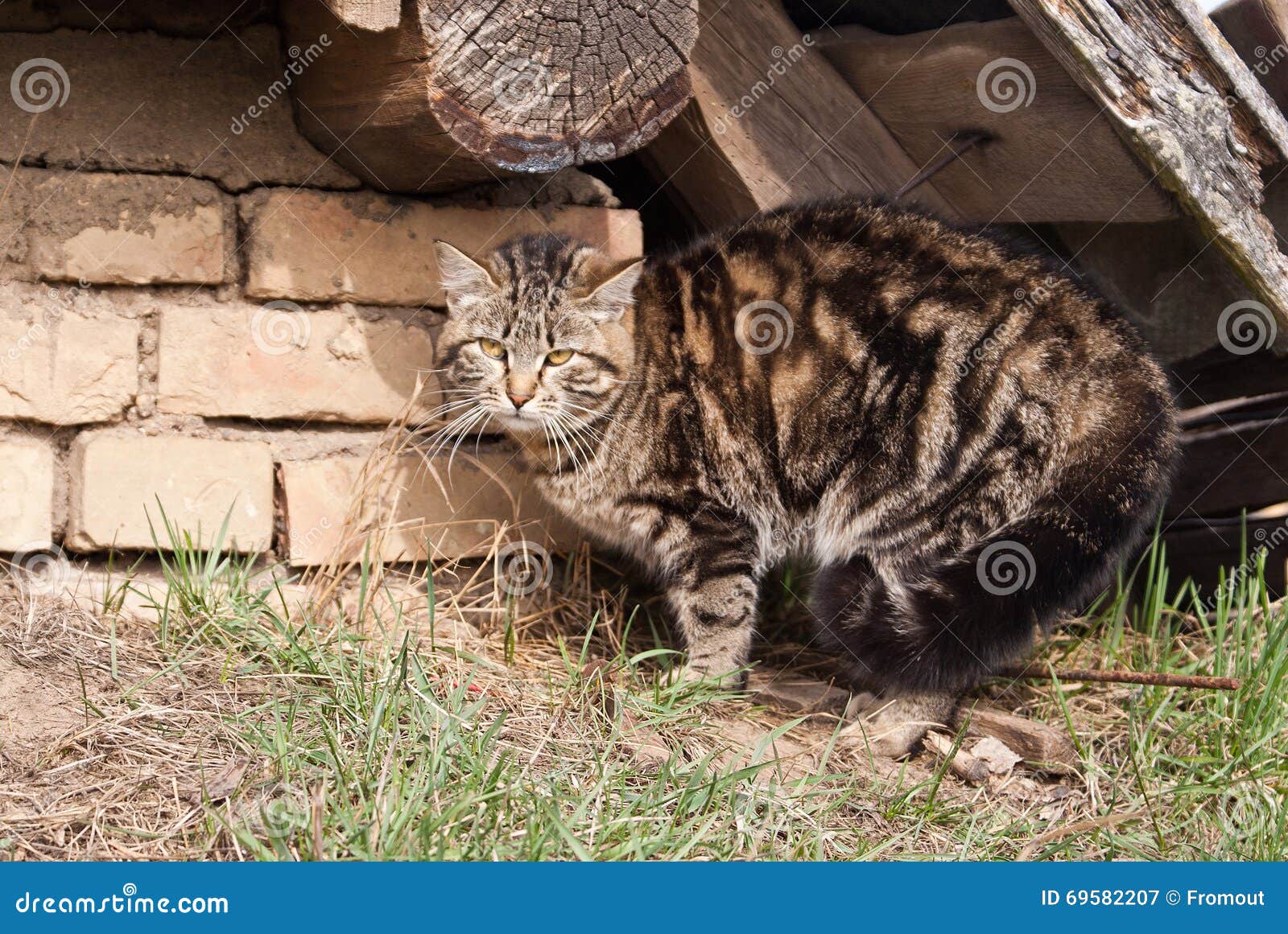 Aggressive cat stock image. Image of defensive, concentration - 69582207