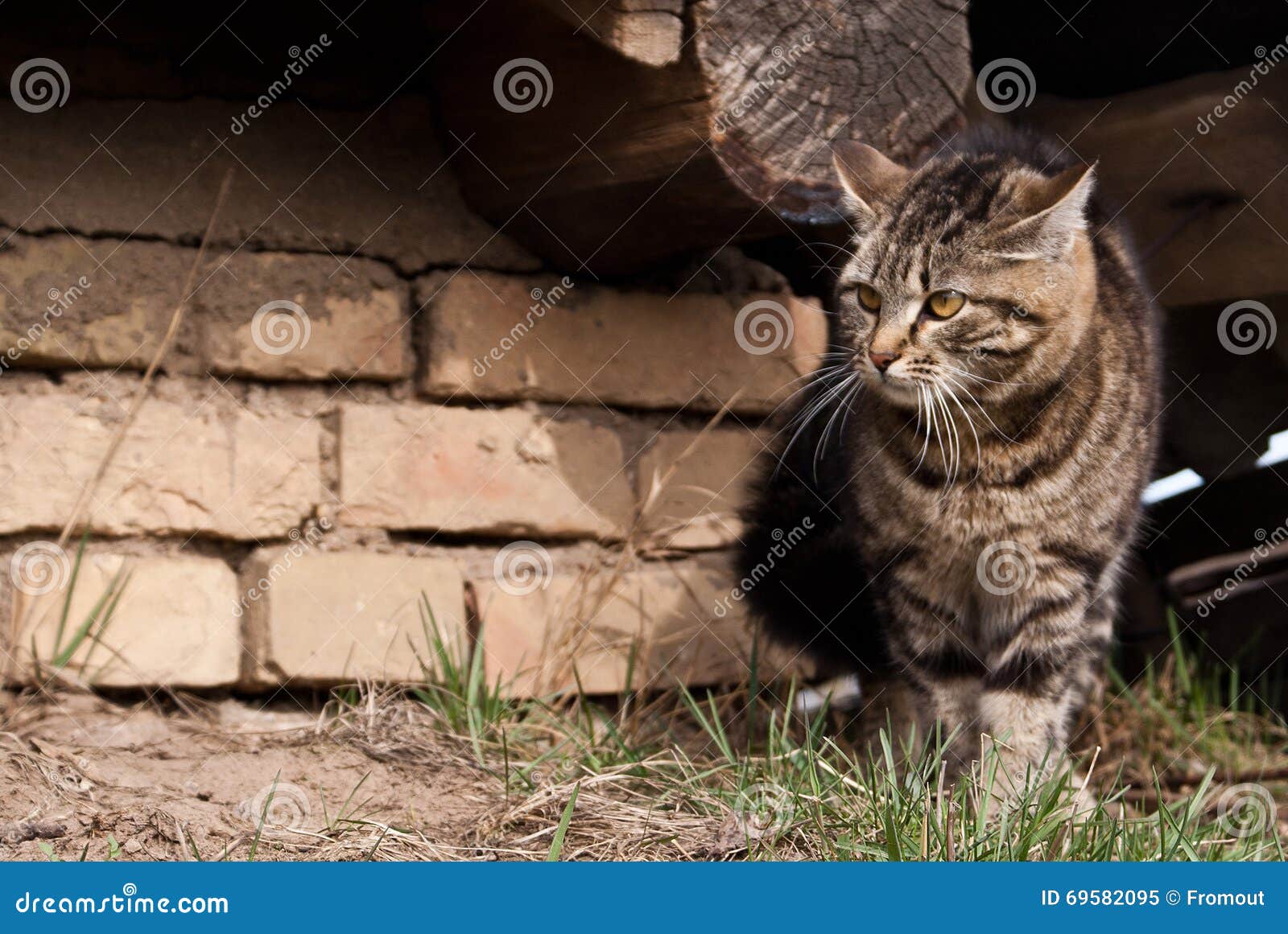 Aggressive cat stock image. Image of animal, hiding, agression - 69582095