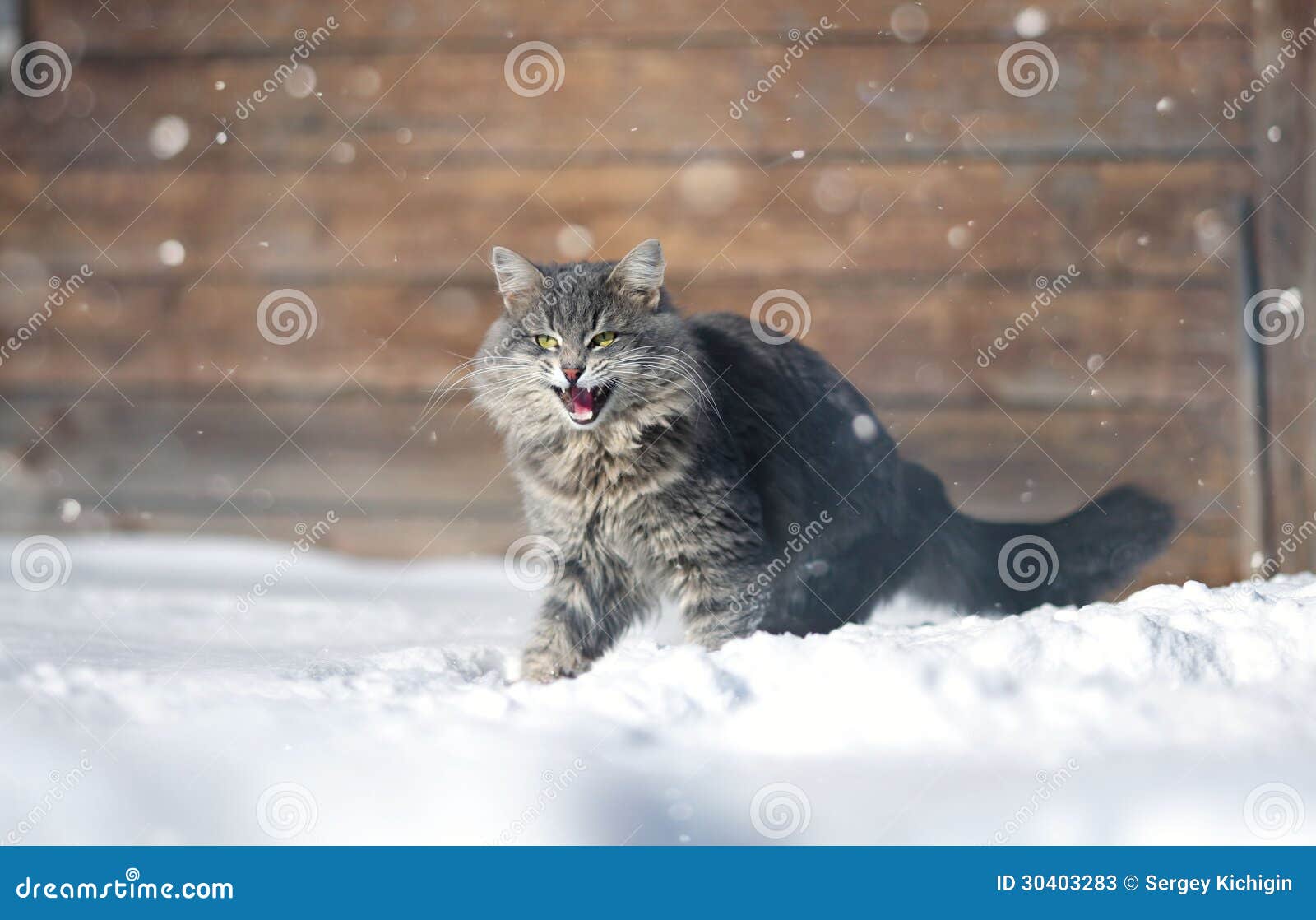 Aggressive cat in the snow stock image. Image of predator - 30403283