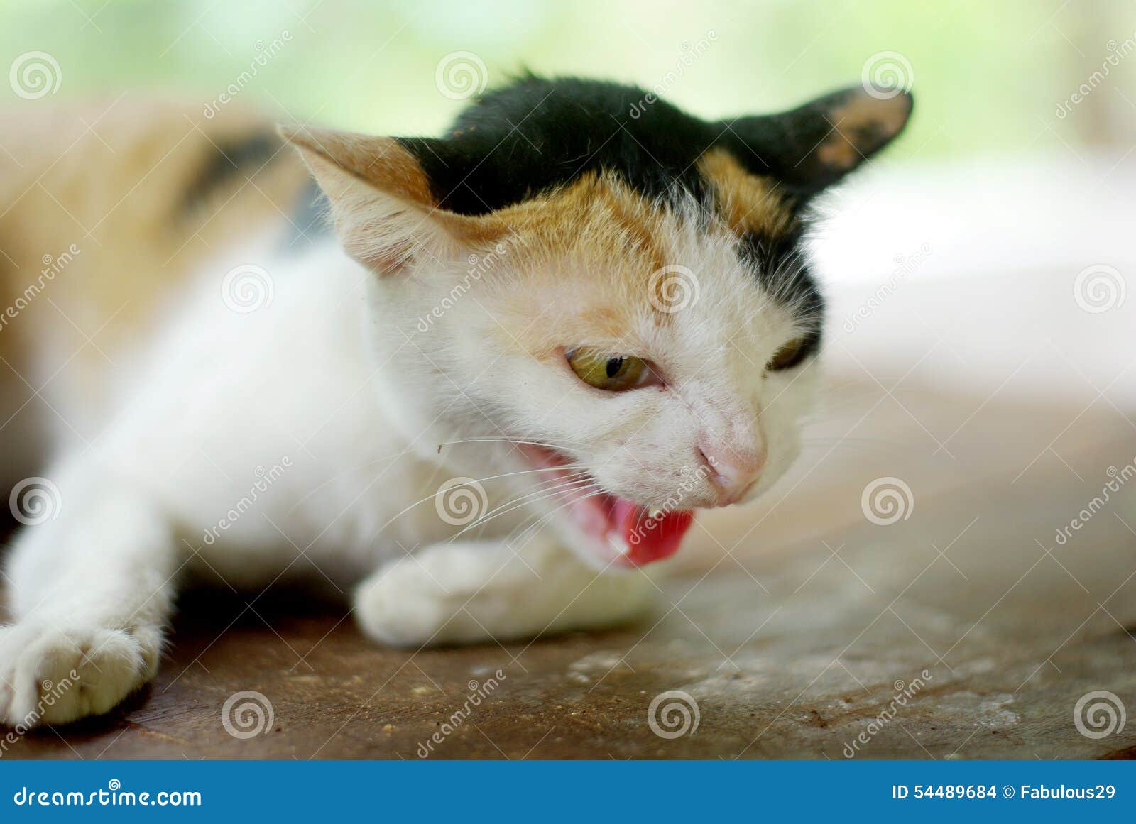 Aggressive cat stock photo. Image of greenbackground - 54489684