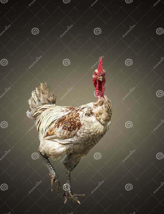 The aggressive stock image. Image of cockerel, aggression - 113508117