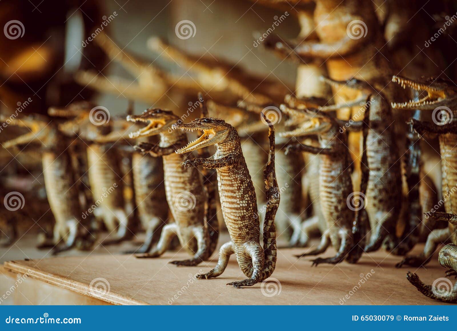 Aggressive Crocodile. Alligators On The Send Bench. Royalty-Free Stock ...