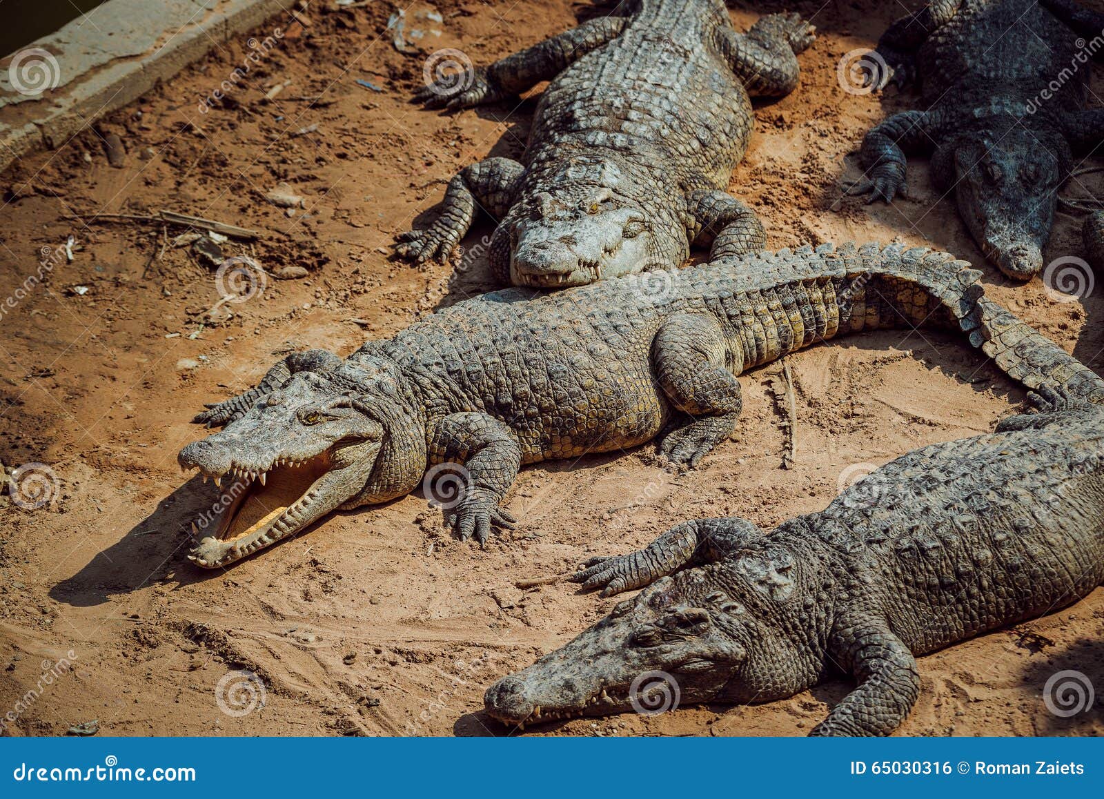 Aggressive crocodile stock photo. Image of aggression - 65030316
