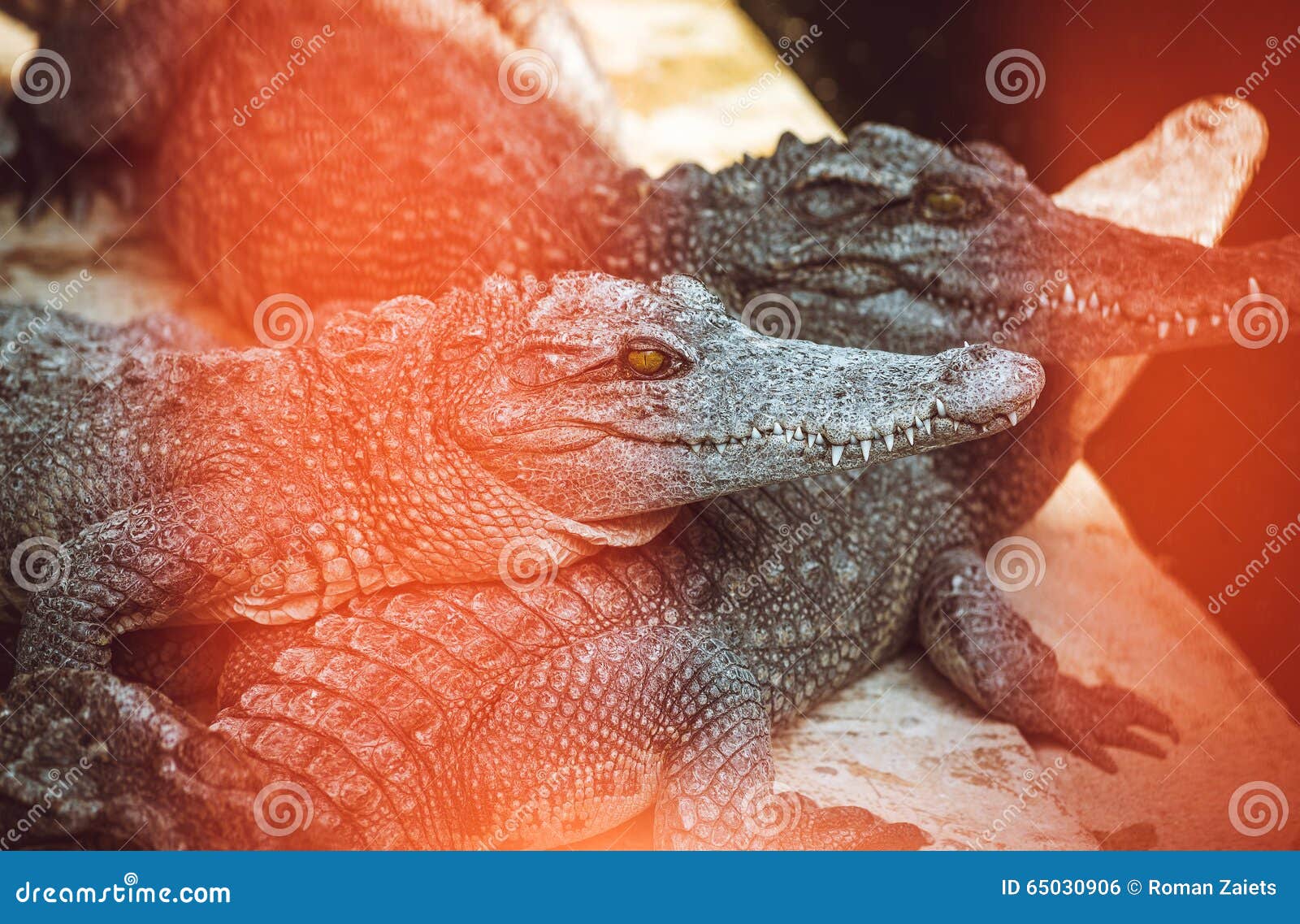 Aggressive crocodile stock photo. Image of climate, pets - 65030906