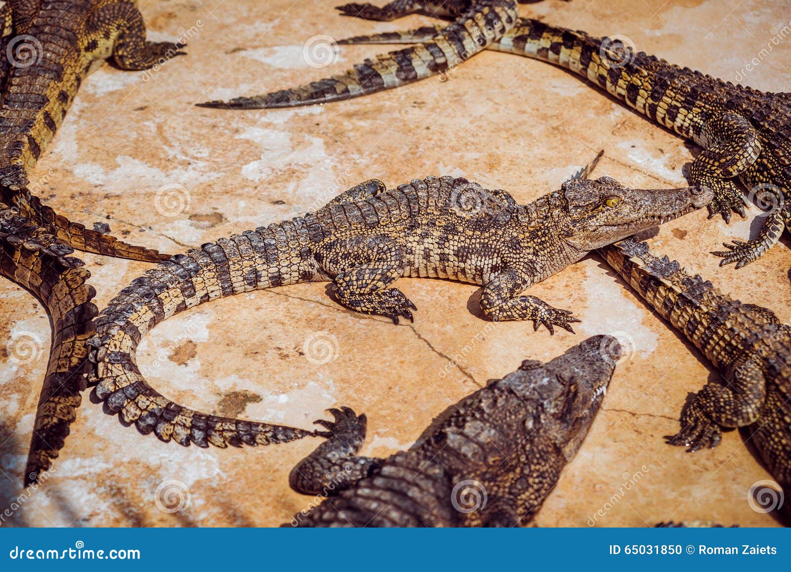 Aggressive crocodile stock photo. Image of aquatic, macro - 65031850