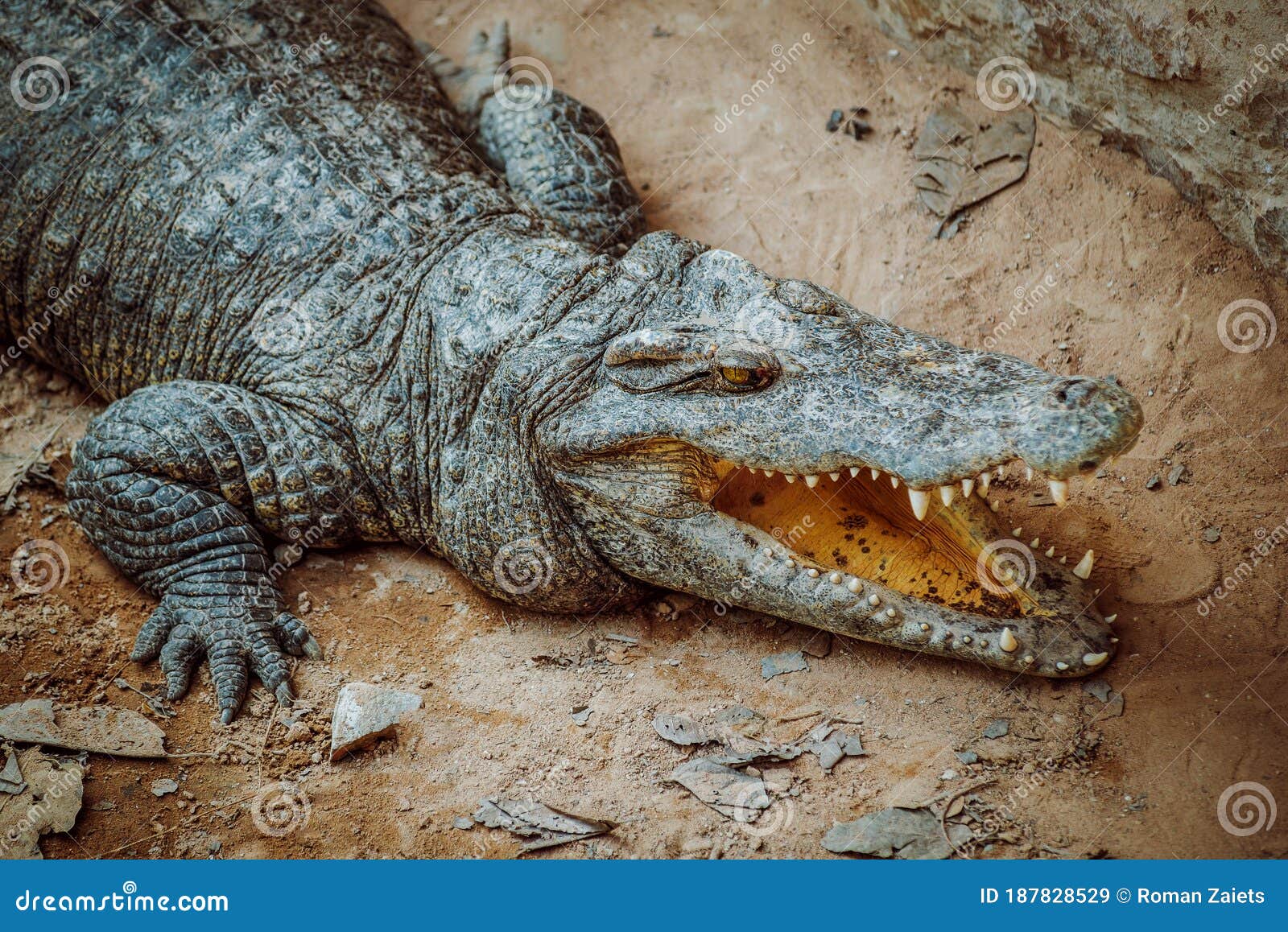 Aggressive Crocodile. Alligators On The Send Bench. Royalty-Free Stock ...