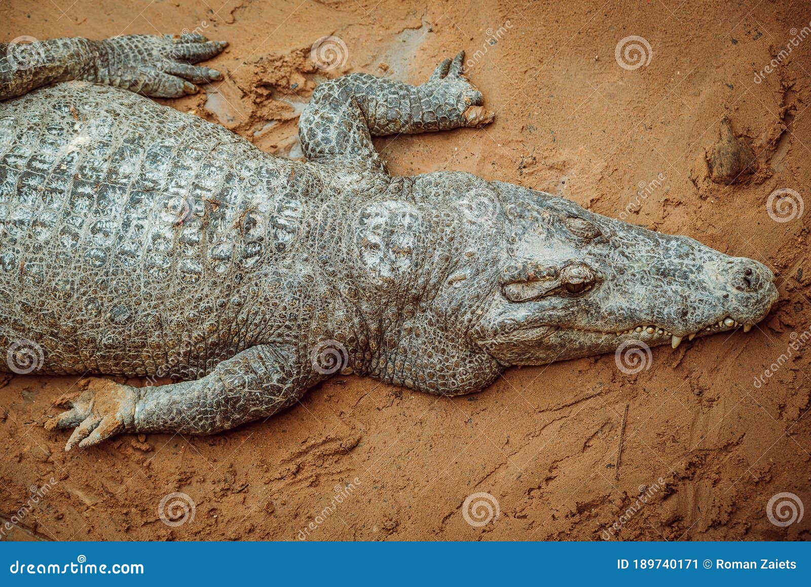 Aggressive Crocodile. Alligators On The Send Bench. Royalty-Free Stock ...