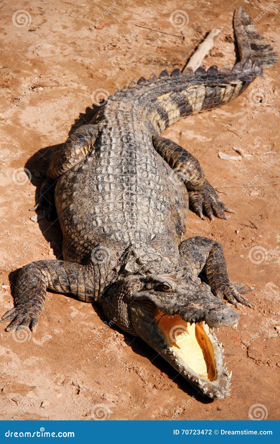 Aggressive Crocodile Stock Image | CartoonDealer.com #20873503