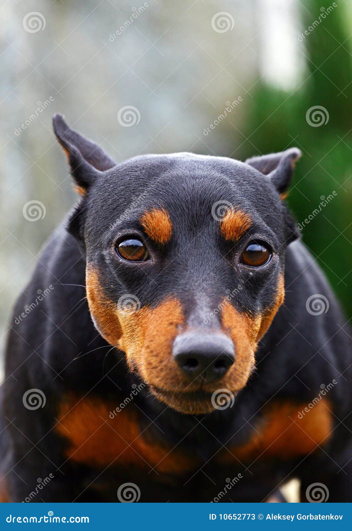 Aggressive Doberman Portrait Stock Image - Image of interested, male ...