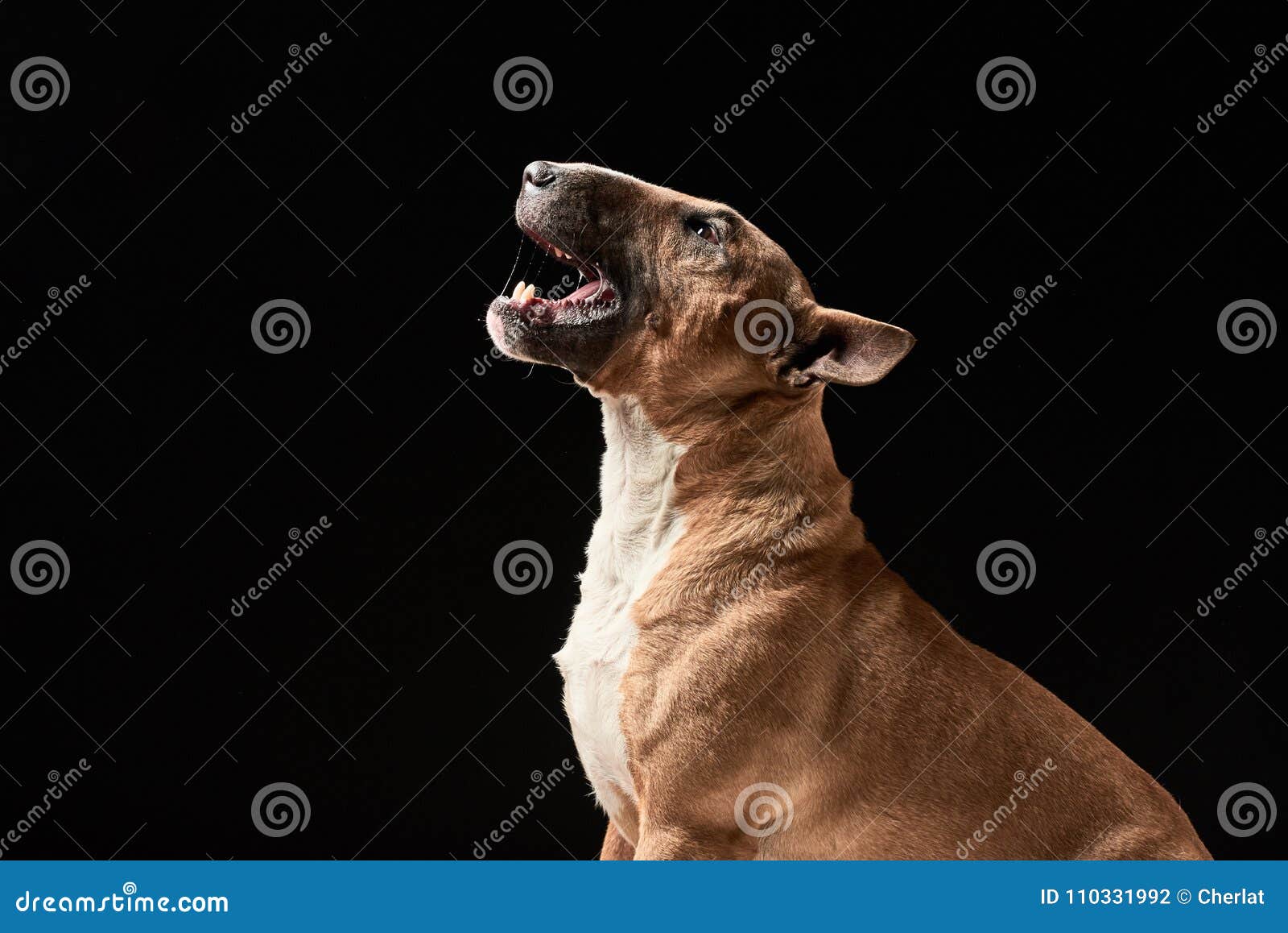 Are Bull Terrier Aggressive