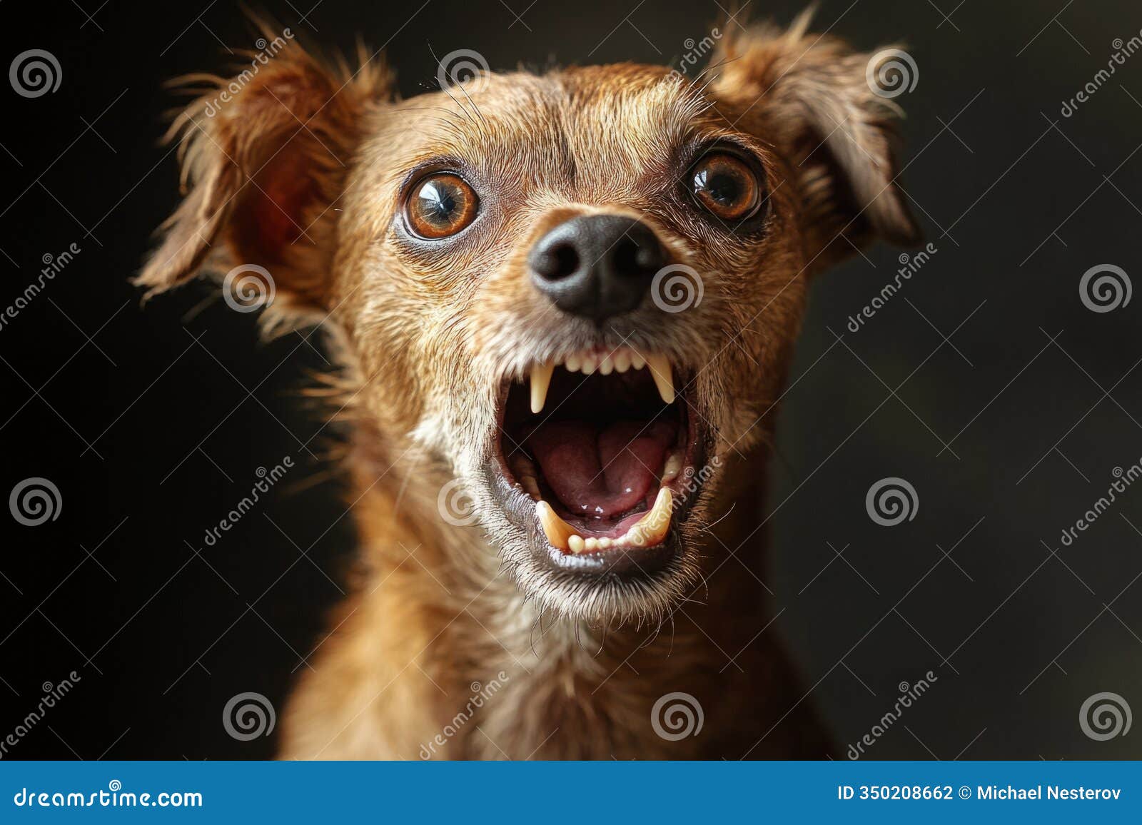 Aggressive Dog Baring Teeth and Growling Editorial Photography - Image ...