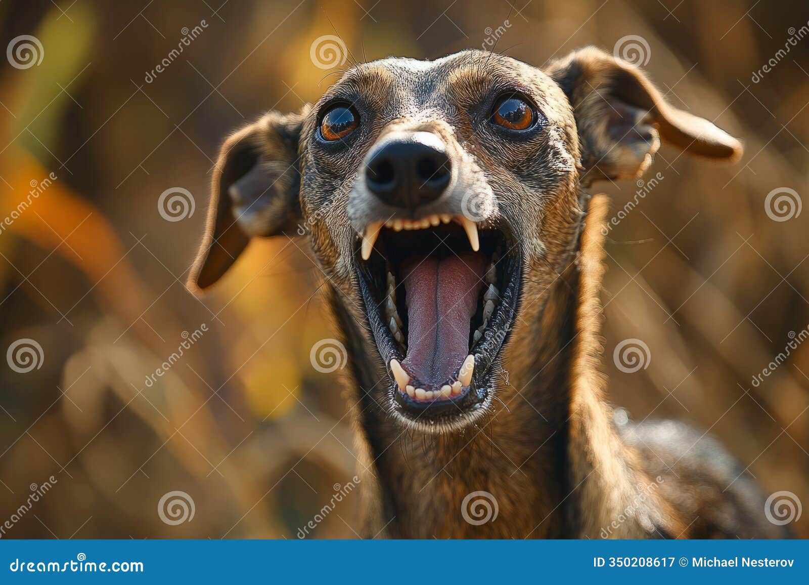 Aggressive Dog Baring Teeth and Growling Outdoors Stock Image - Image ...
