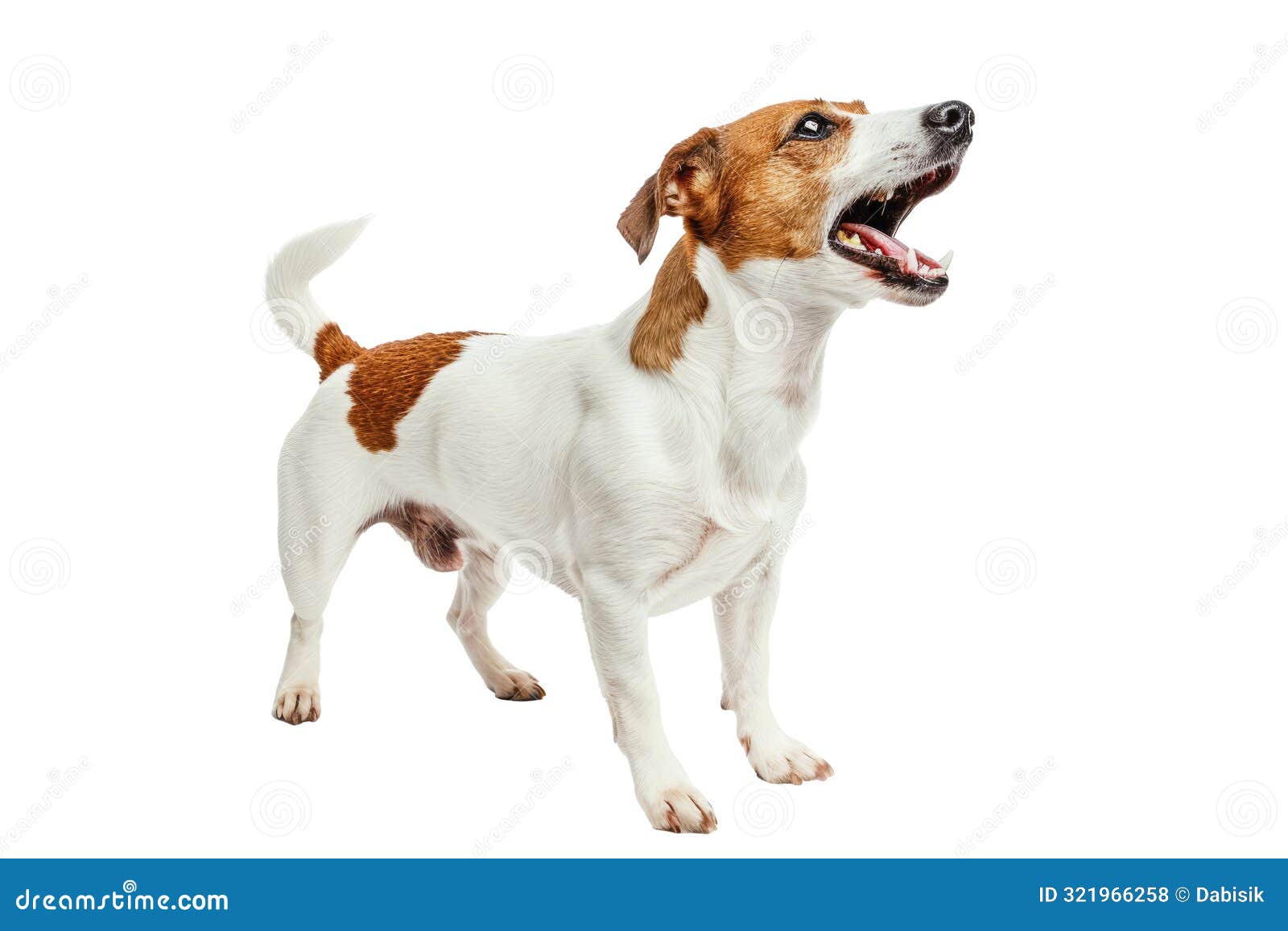 Aggressive Dog Barking with Bared Teeth Stock Photo - Illustration of ...