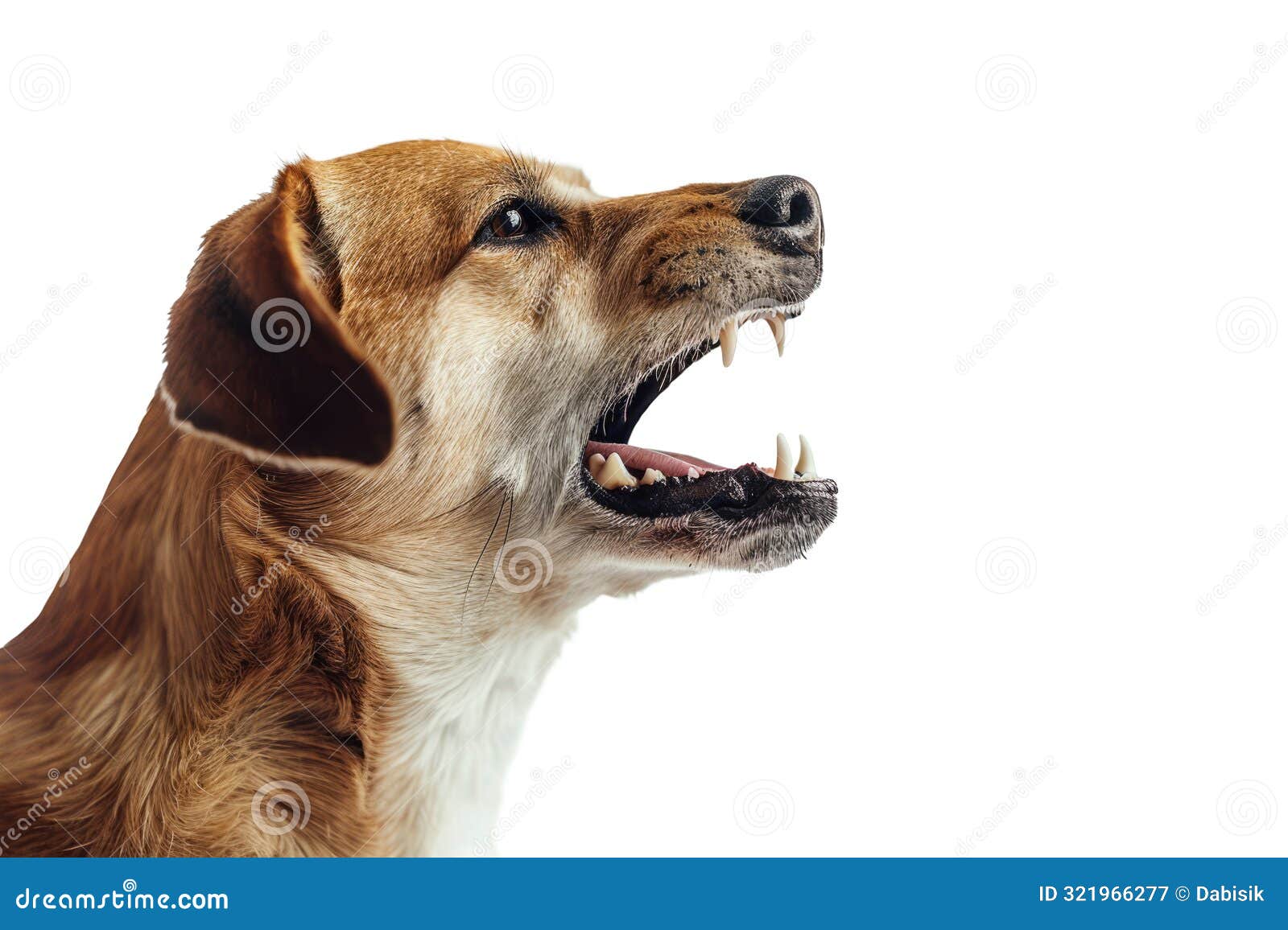 Aggressive Dog Barking with Bared Teeth Stock Image - Image of danger ...