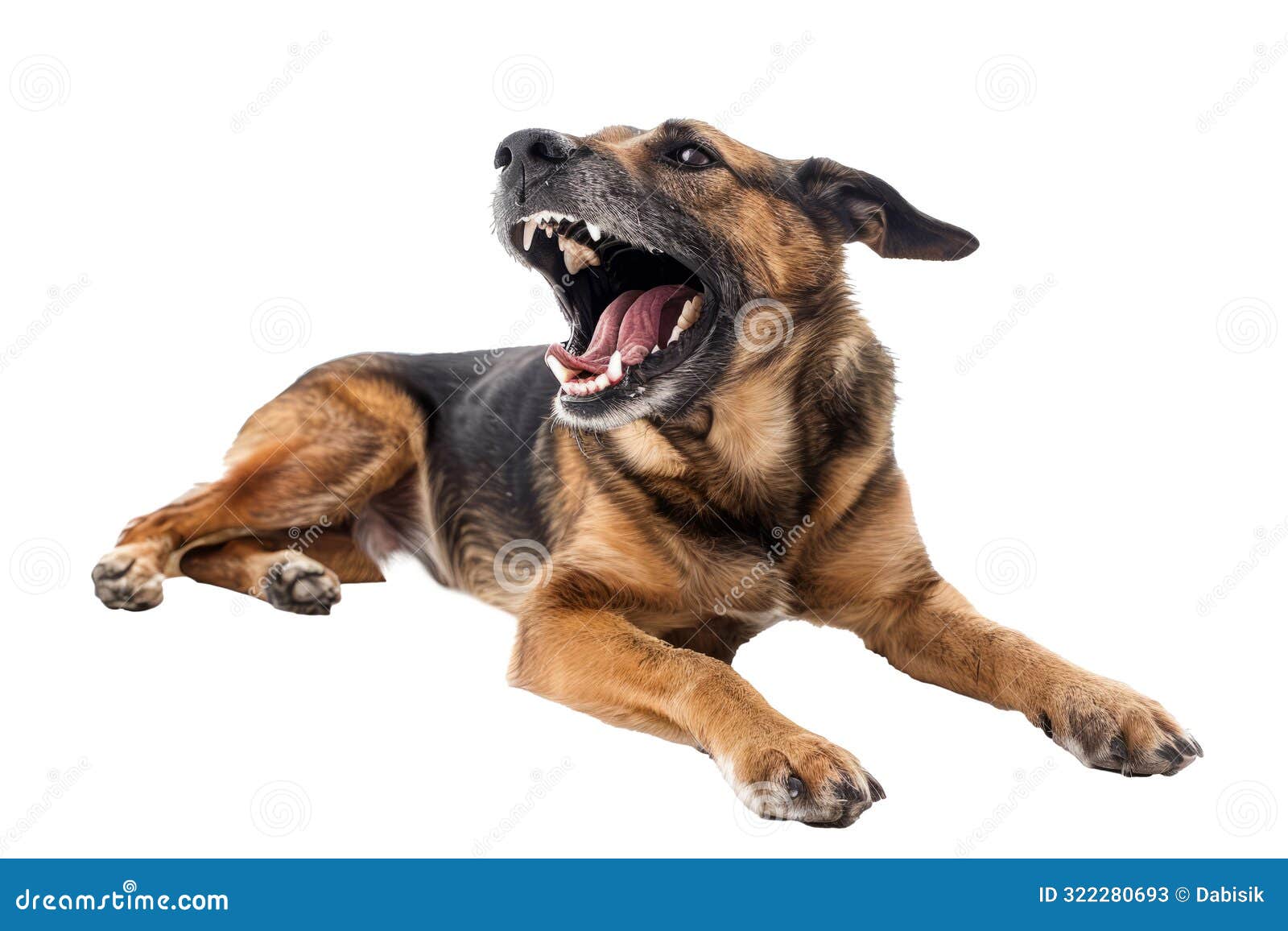 Aggressive Dog Barking with Bared Teeth Stock Image - Image of stress ...