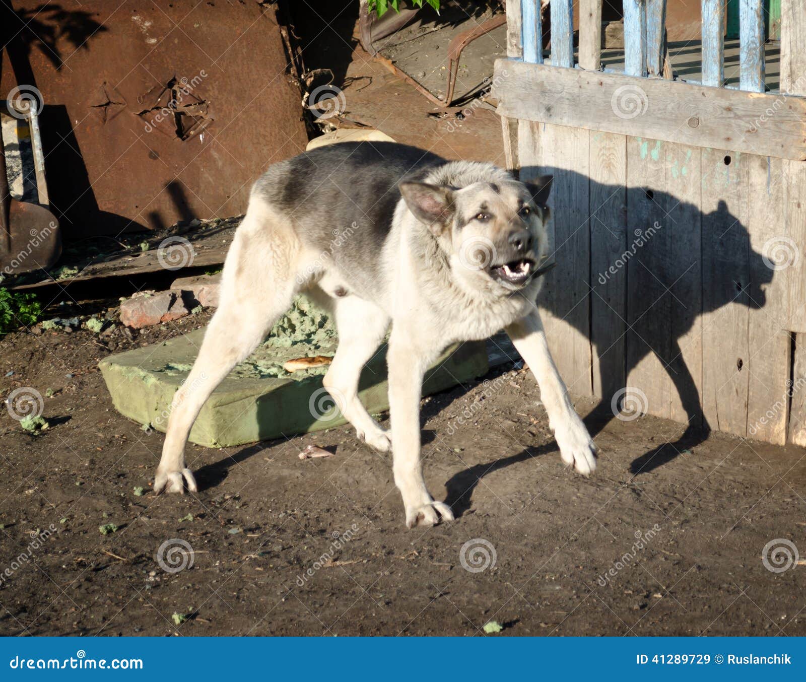 What Is A Fear Aggressive Dog