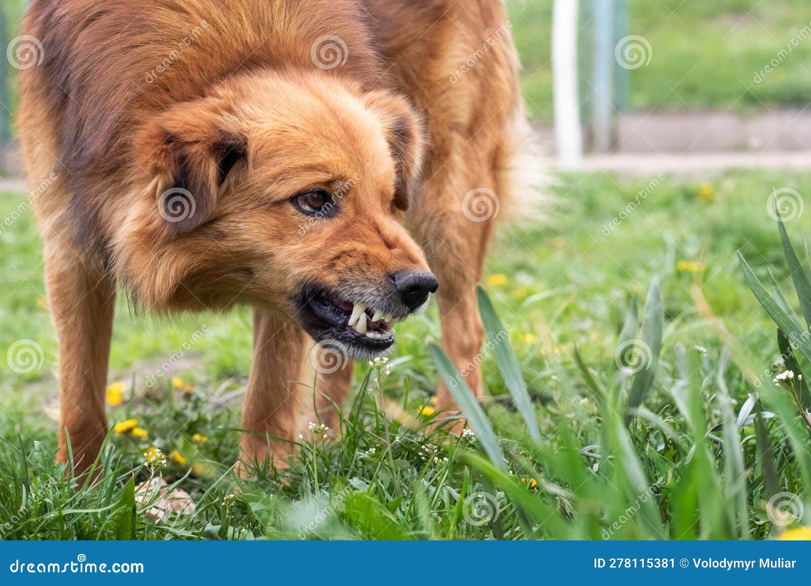 Aggressive Dog Barks, Baring Teeth. Dangerous Angry Dog Stock Image ...