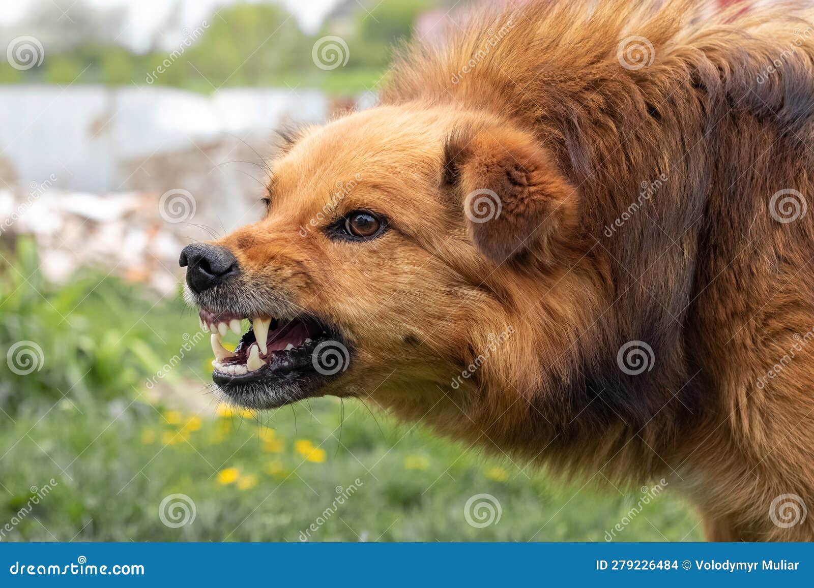 Aggressive Dog Barks With Foam Around Mouth Behind Bars Stock Image ...