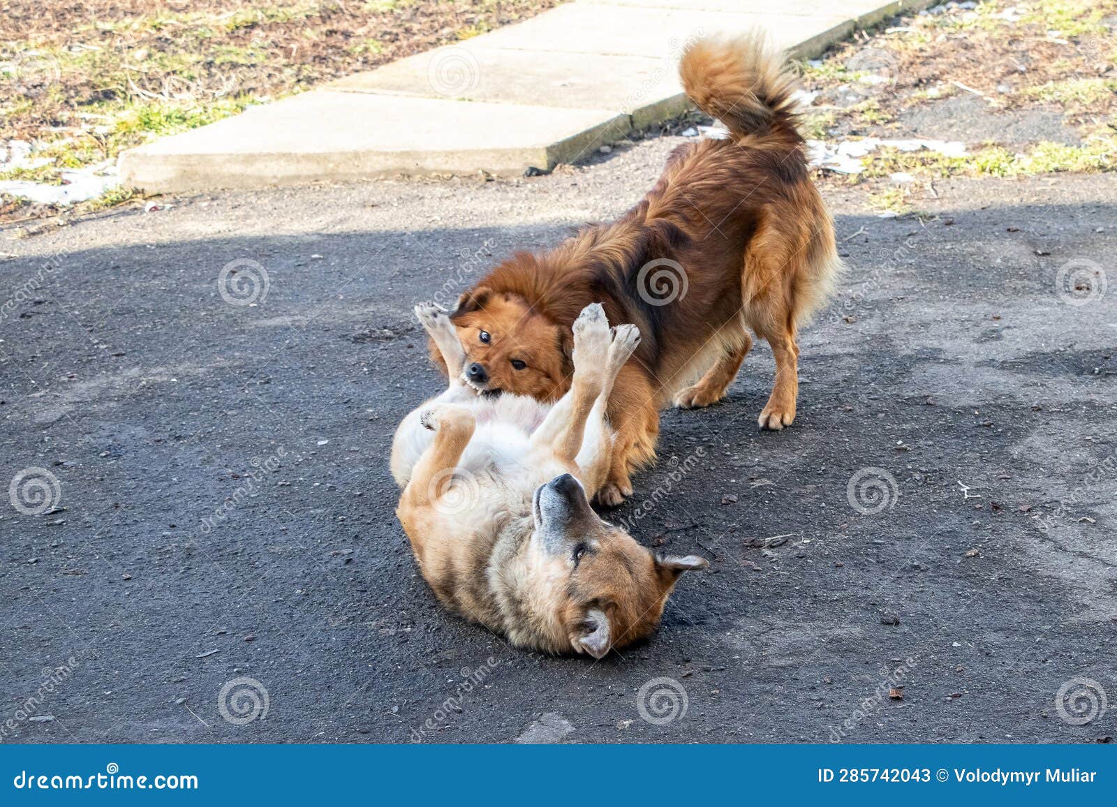 Aggressive Dog Bites Another Dog Lying on the Ground Stock Image ...