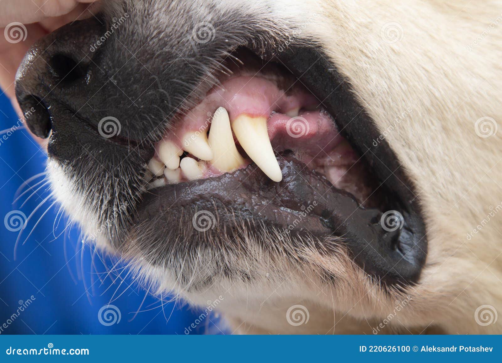 Aggressive Dog.the Dog Grins and Shows His Teeth Stock Photo - Image of ...