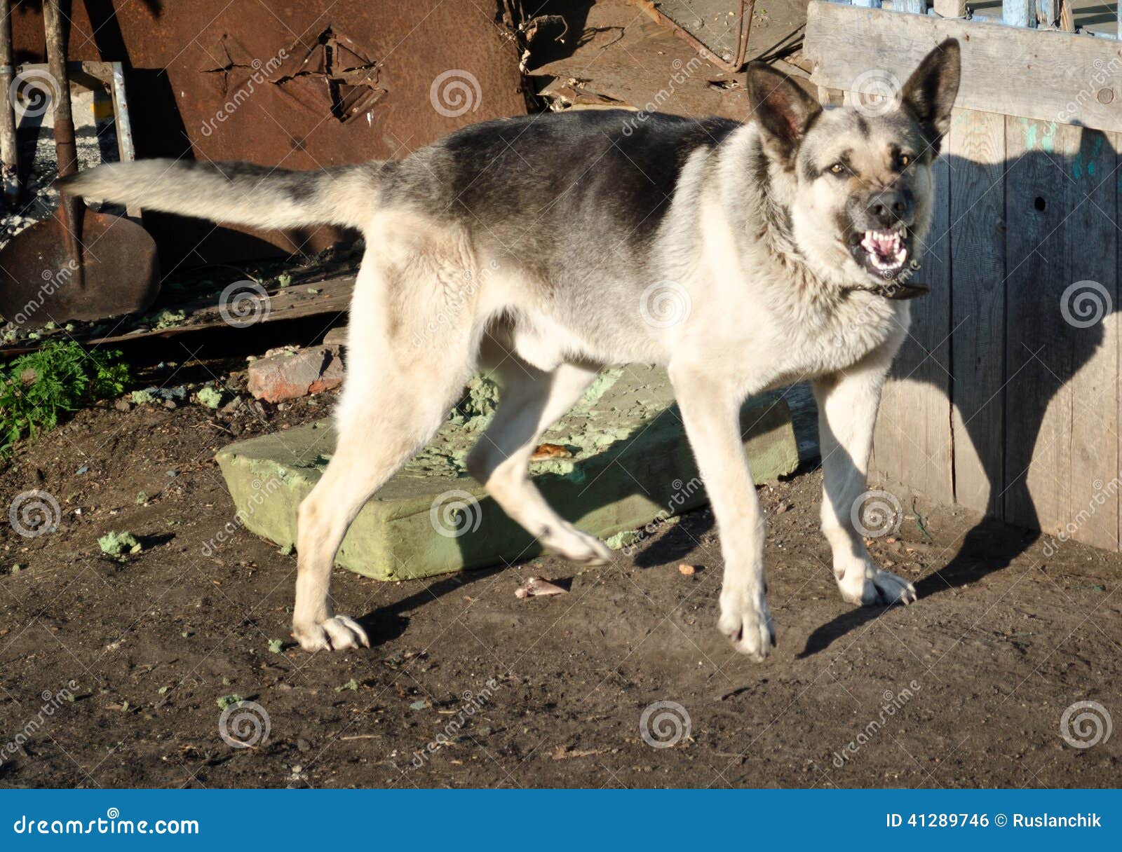 Aggressive dog stock photo. Image of animal, shepherd - 41289746