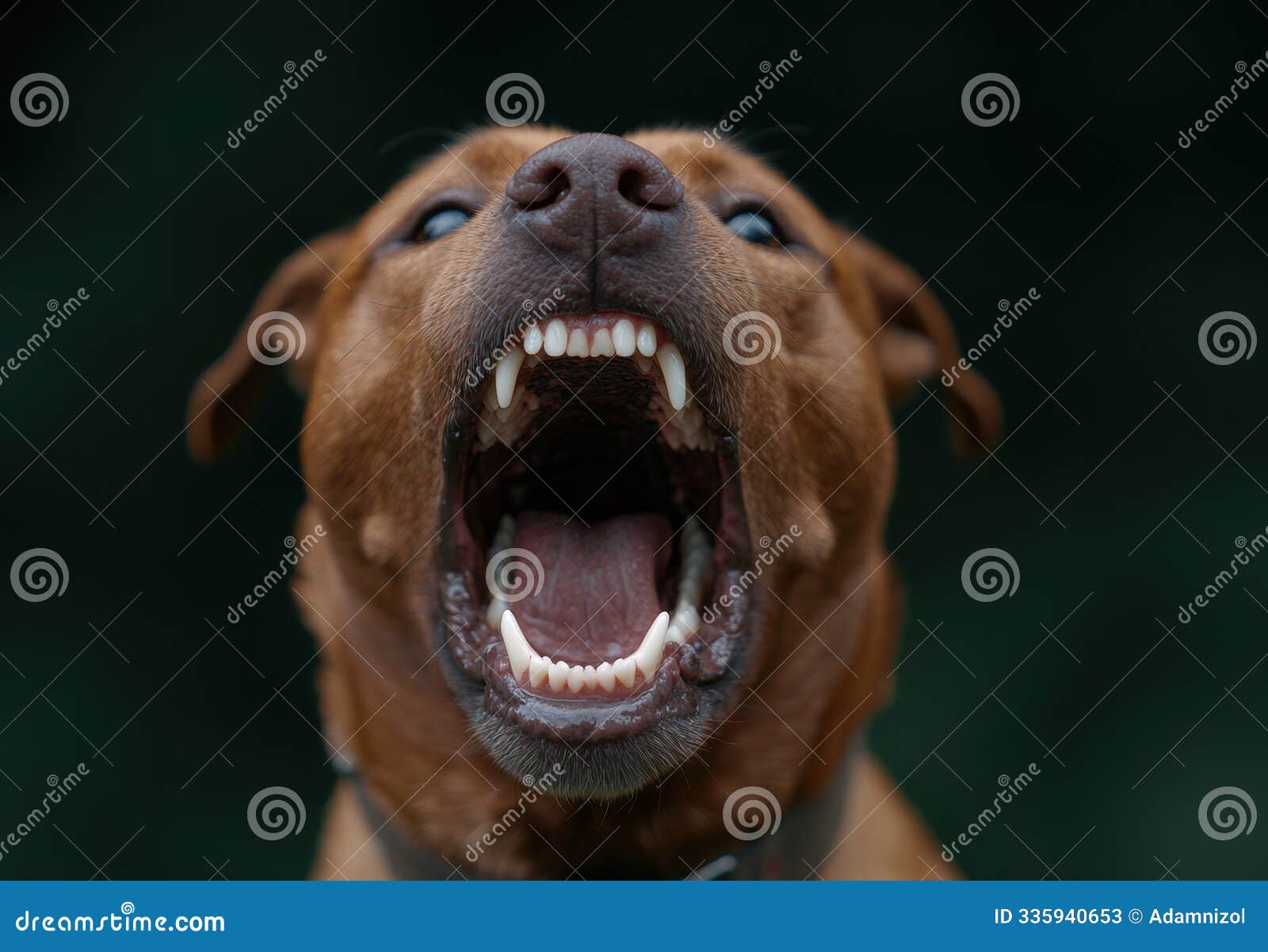 Aggressive Dog with Open Mouth and Sharp Teeth Stock Illustration ...