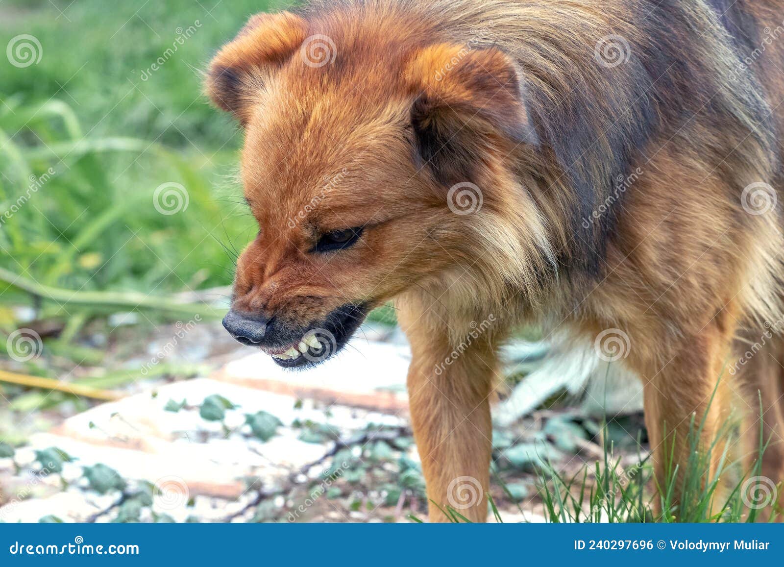 Aggressive Dog with Open Mouth and Sharp Teeth is Dangerous Stock Photo ...