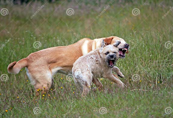 Aggressive dogs stock image. Image of labrador, canine - 7076519