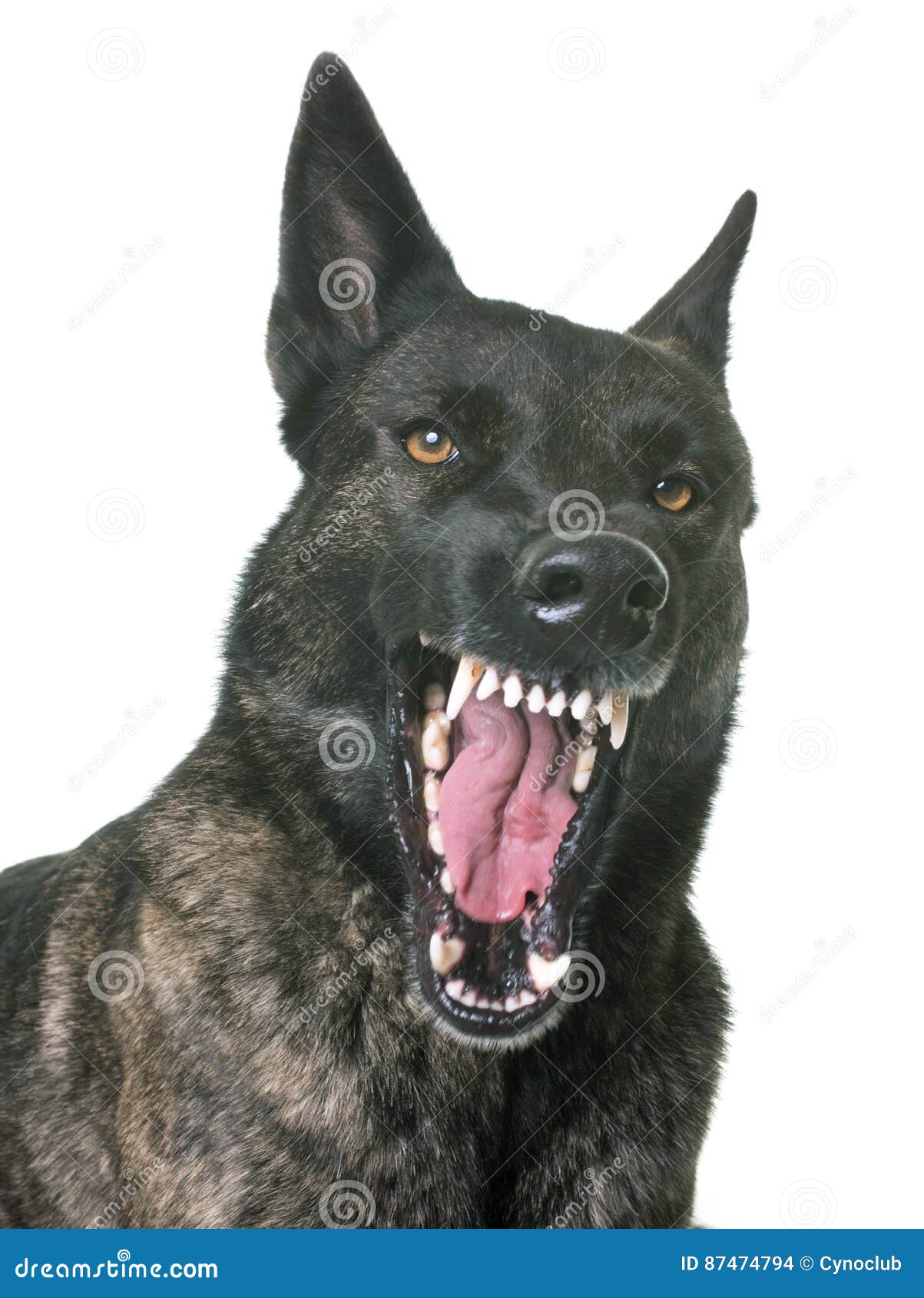 Are Dutch Shepherd Aggressive
