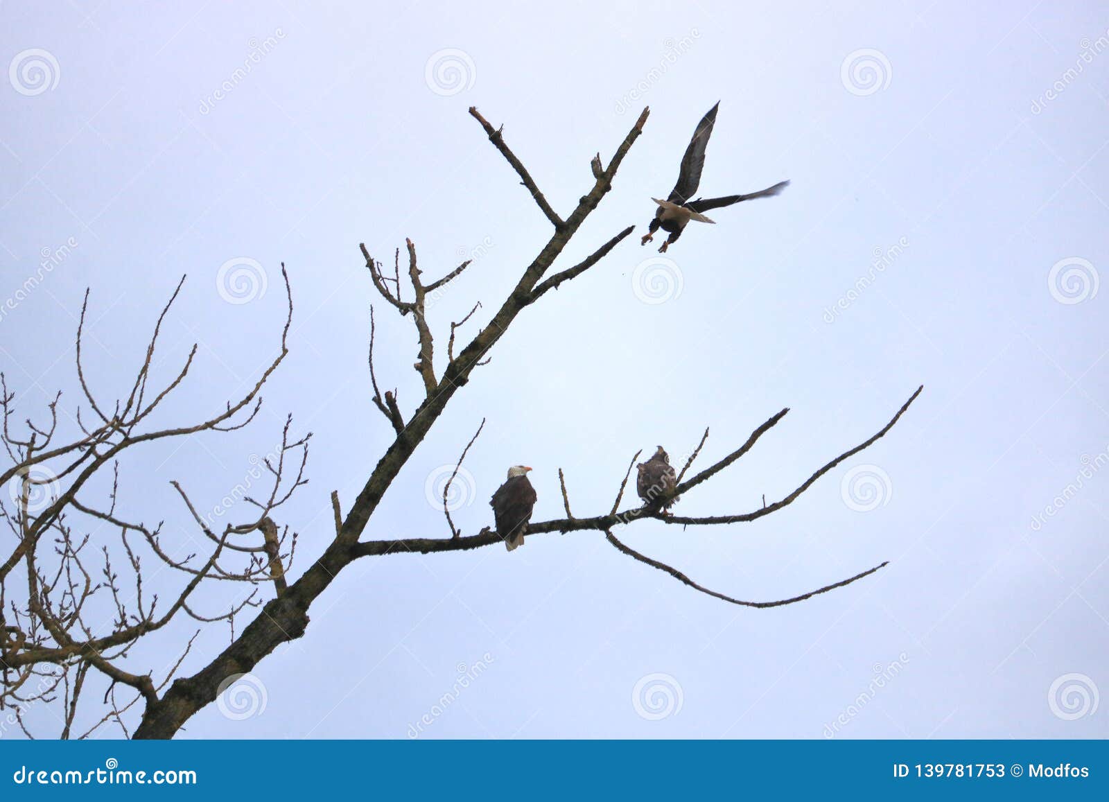Aggressive Eagle during Mating Season Stock Image - Image of flight ...