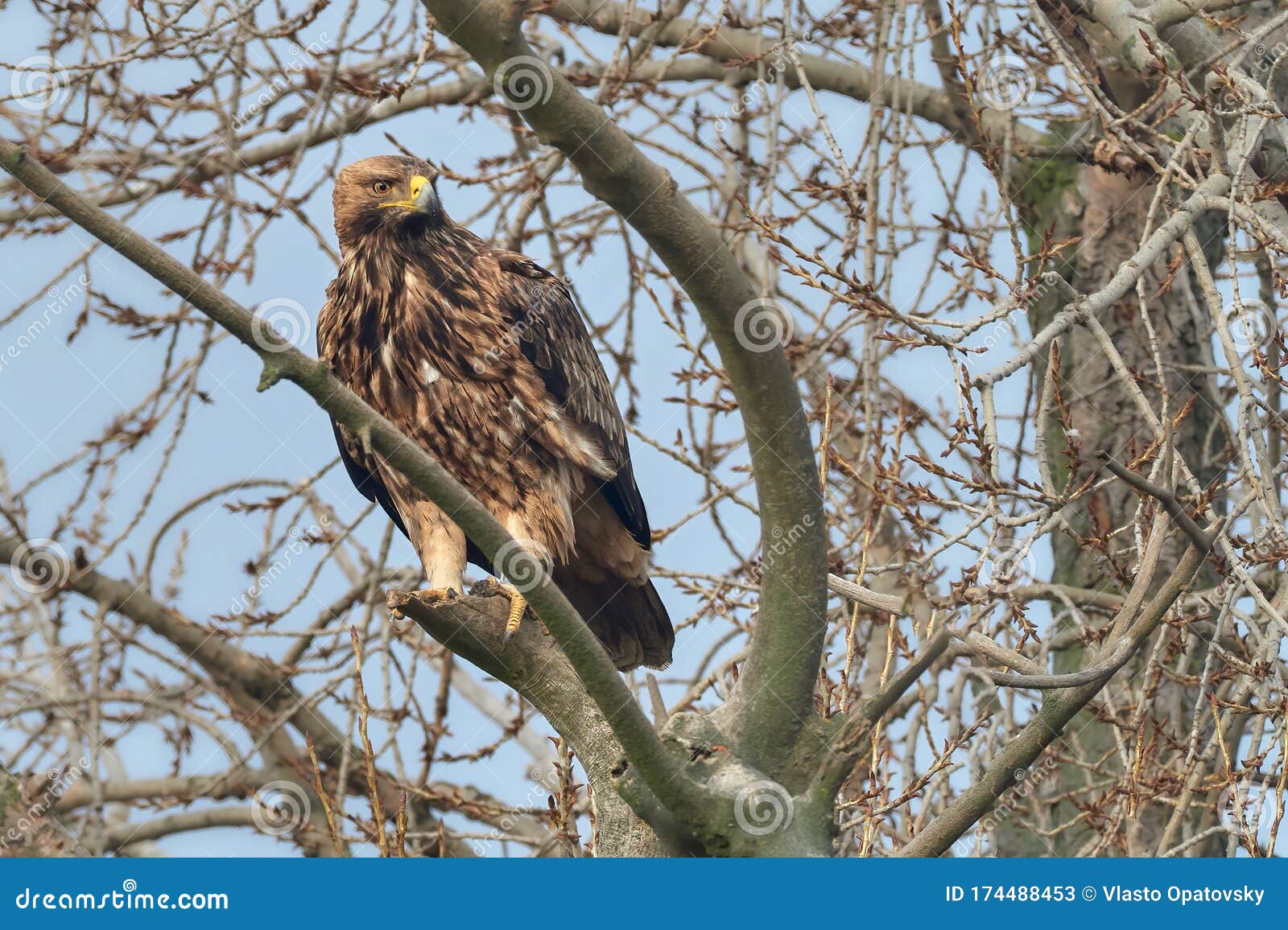 An Aggressive Eastern Imperial Eagle or Aquila Heliaca Stock Image ...