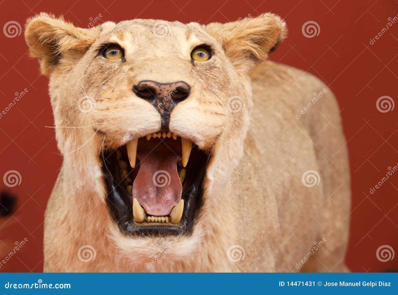 Aggressive Expression of Stuffed Lion Stock Image - Image of macro ...