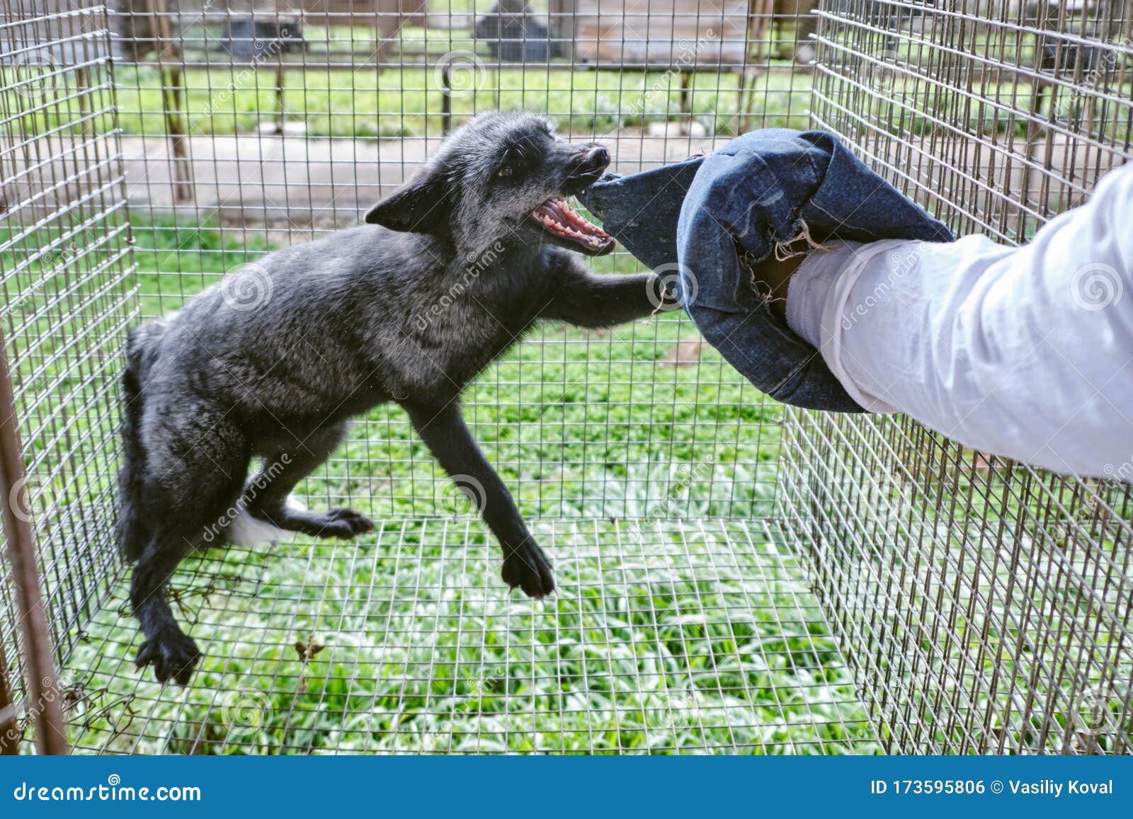 The aggressive fox stock photo. Image of behavior, hand - 173595806