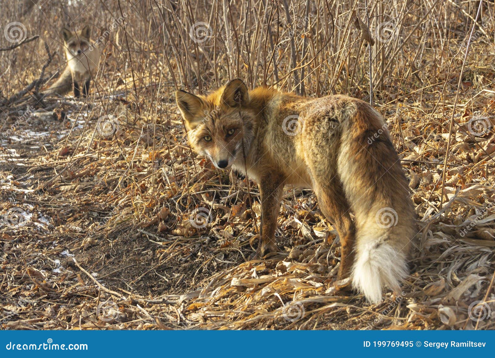 The Aggressive Fox Looks Threatening Stock Image - Image of brutal ...