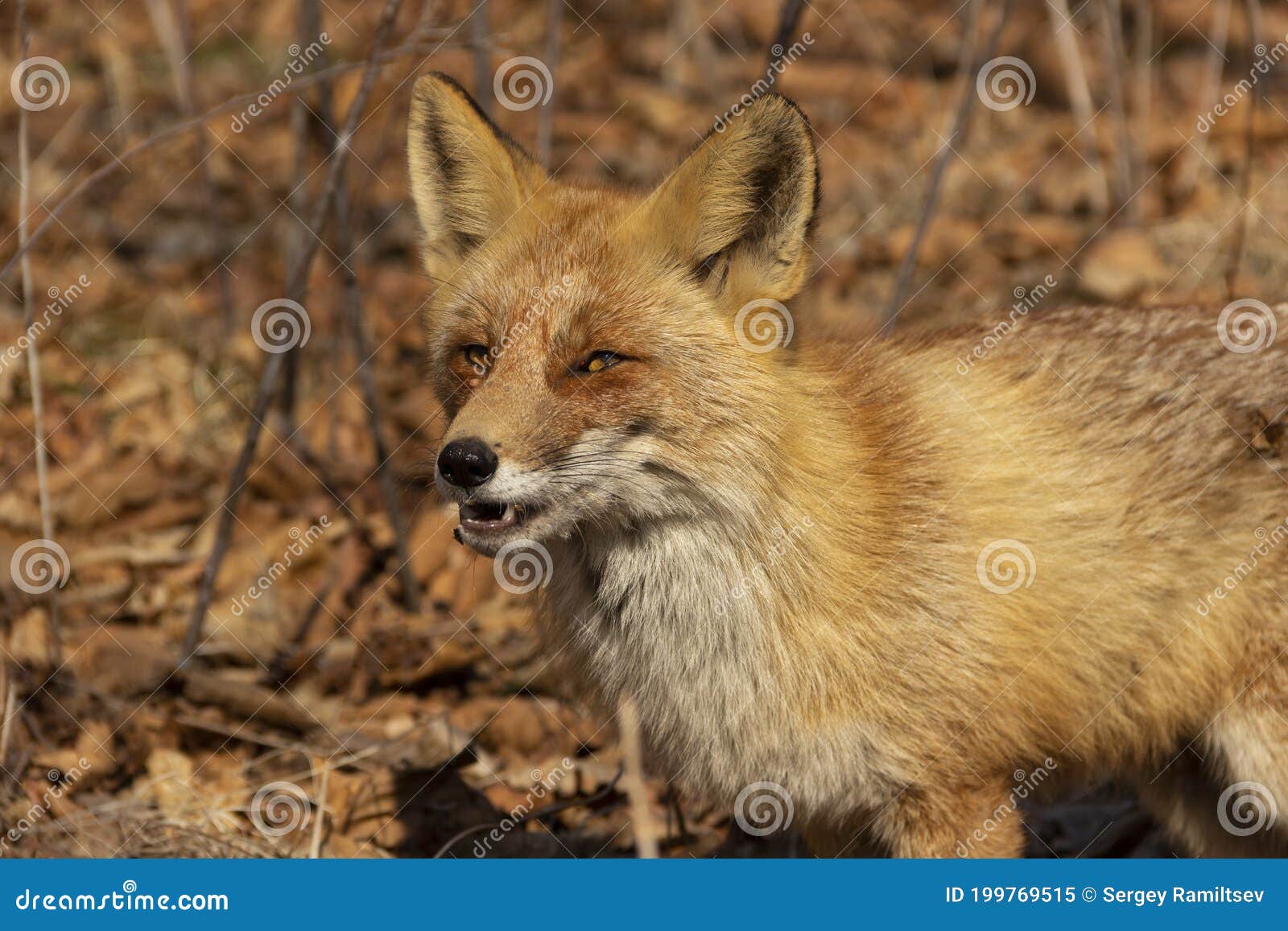 The Aggressive Fox Looks Threatening Stock Image - Image of looks ...