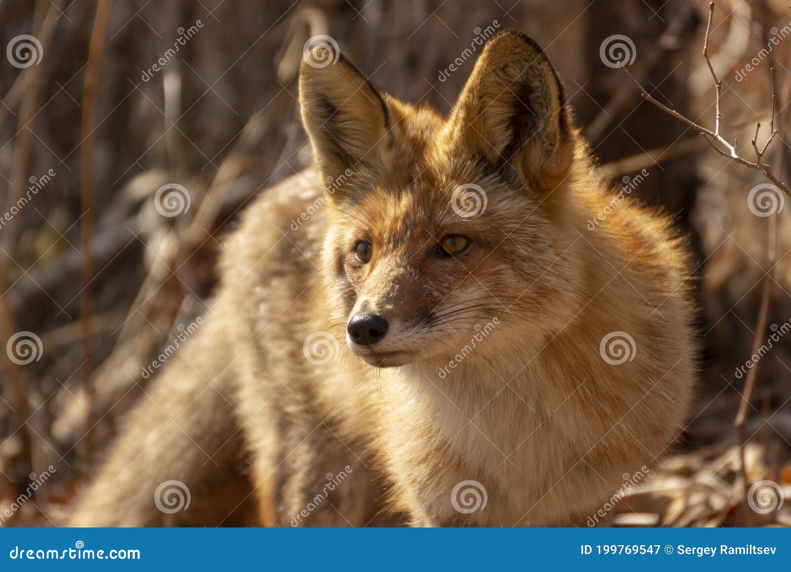 The Aggressive Fox Looks Threatening Stock Image - Image of prepares ...