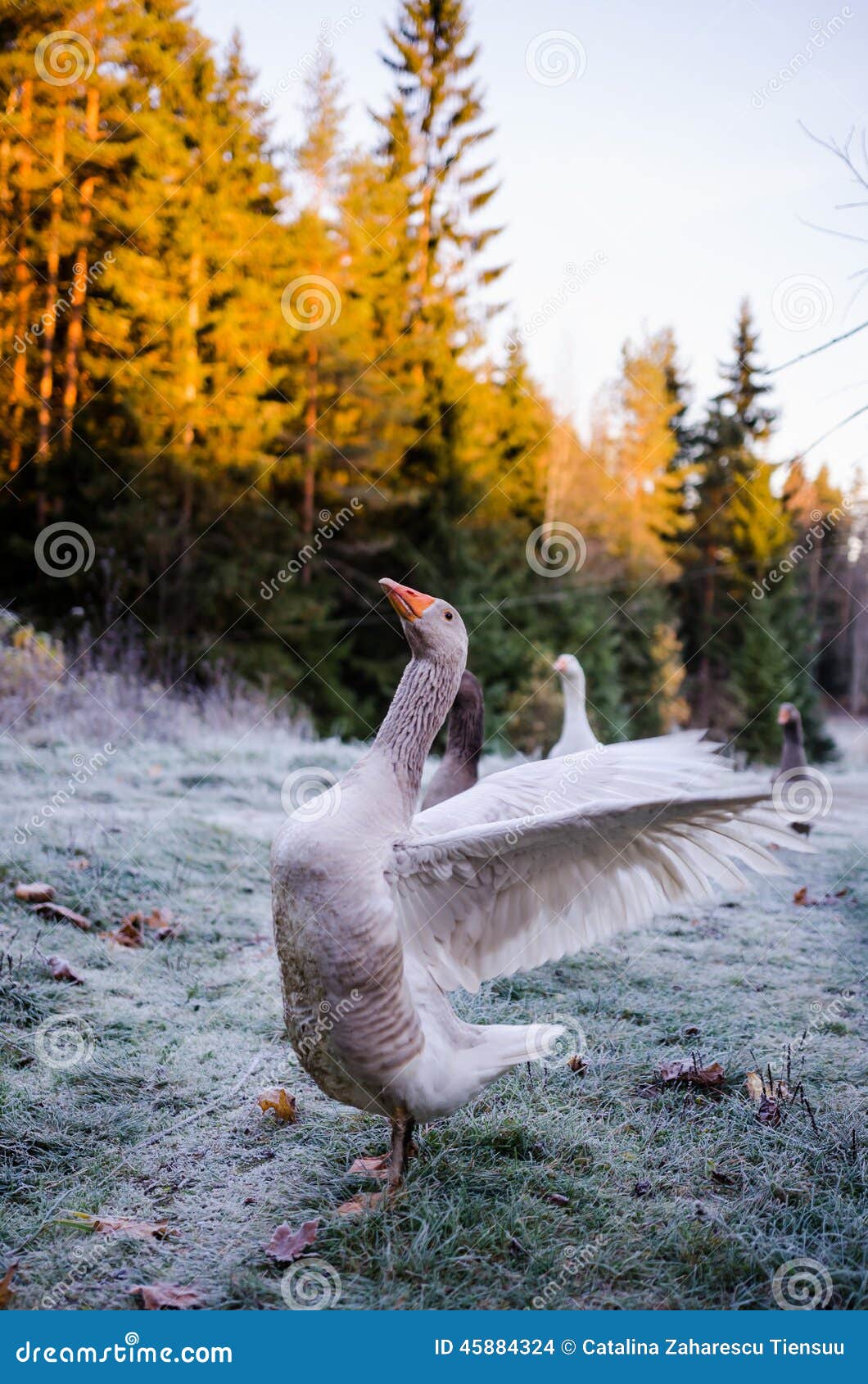 Aggressive Gans stockfoto. Bild von frost, grau, finnland - 45884324