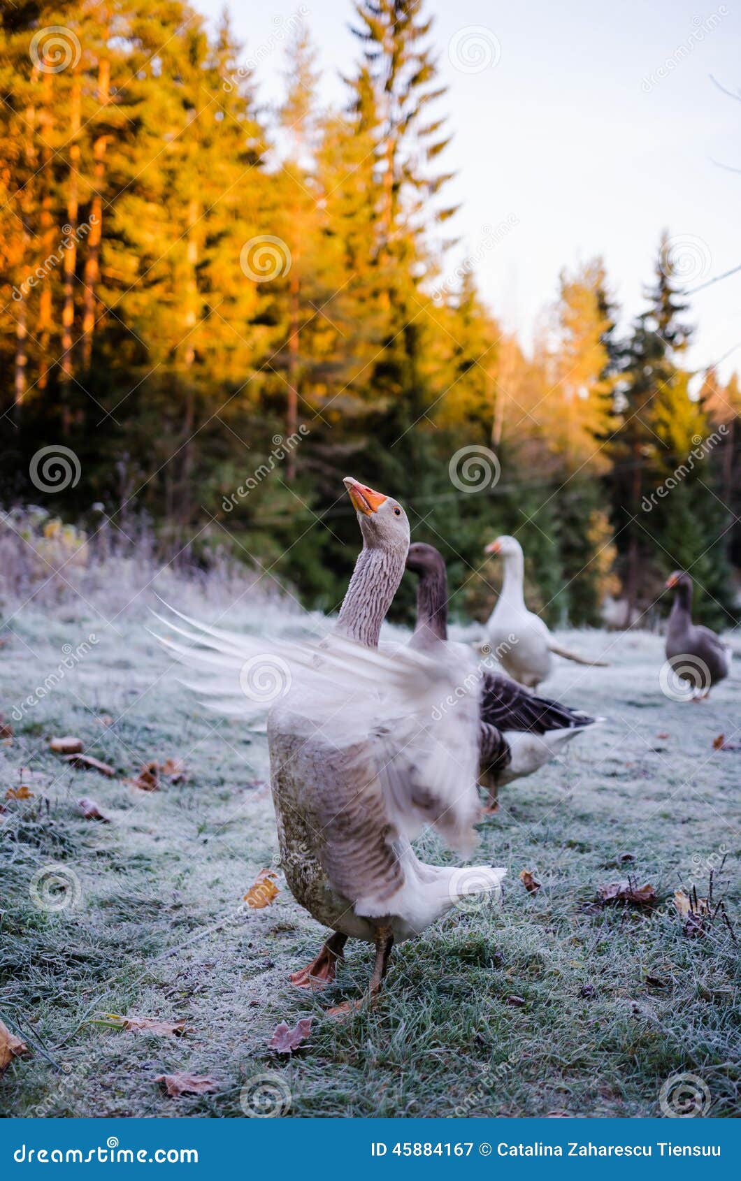 Aggressive geese stock image. Image of attacking, autumn - 45884167