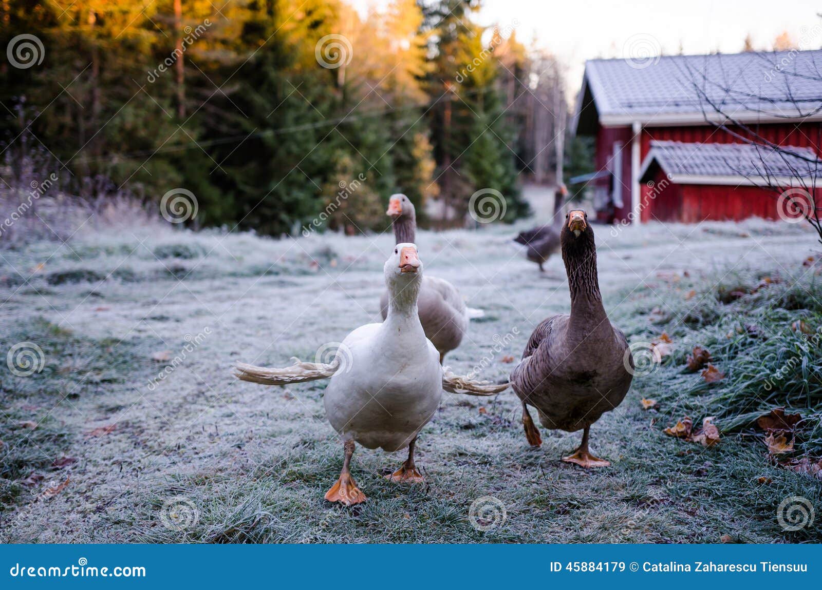Aggressive geese stock image. Image of geese, autumn - 45884179