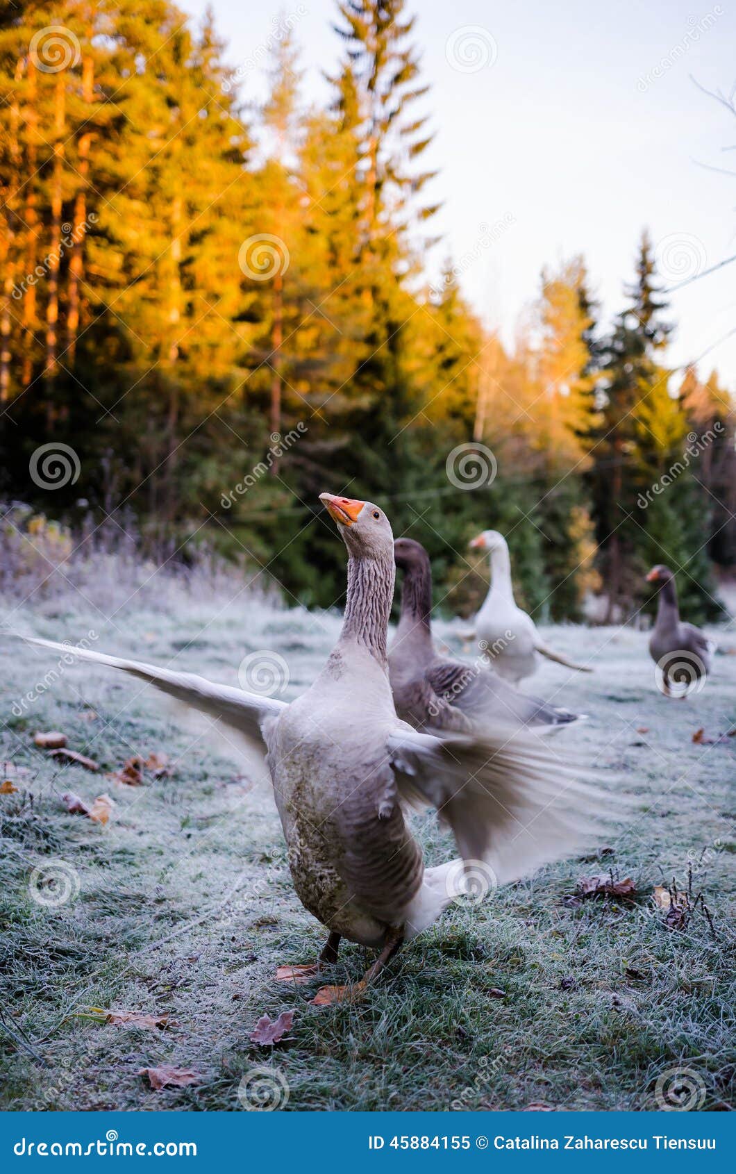 Aggressive geese stock image. Image of furious, autumn - 45884155
