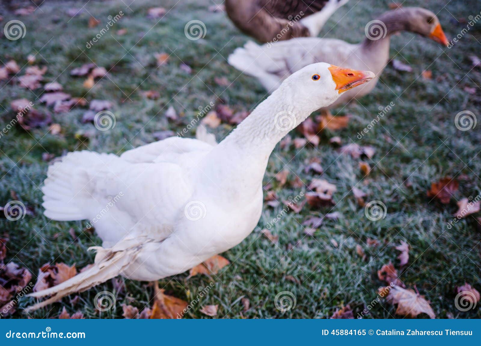 Aggressive geese stock image. Image of finnish, cottage - 45884165