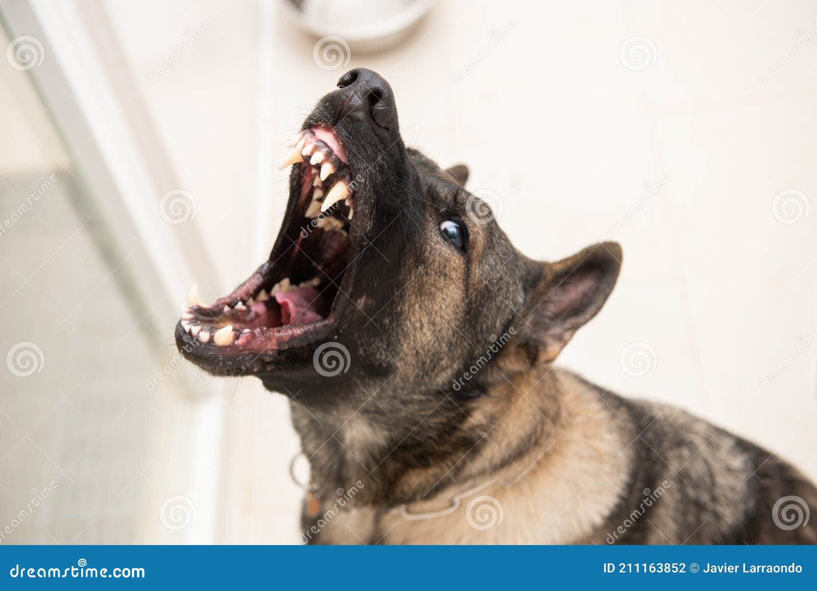Aggressive Teeth Stock Image | CartoonDealer.com #6808471